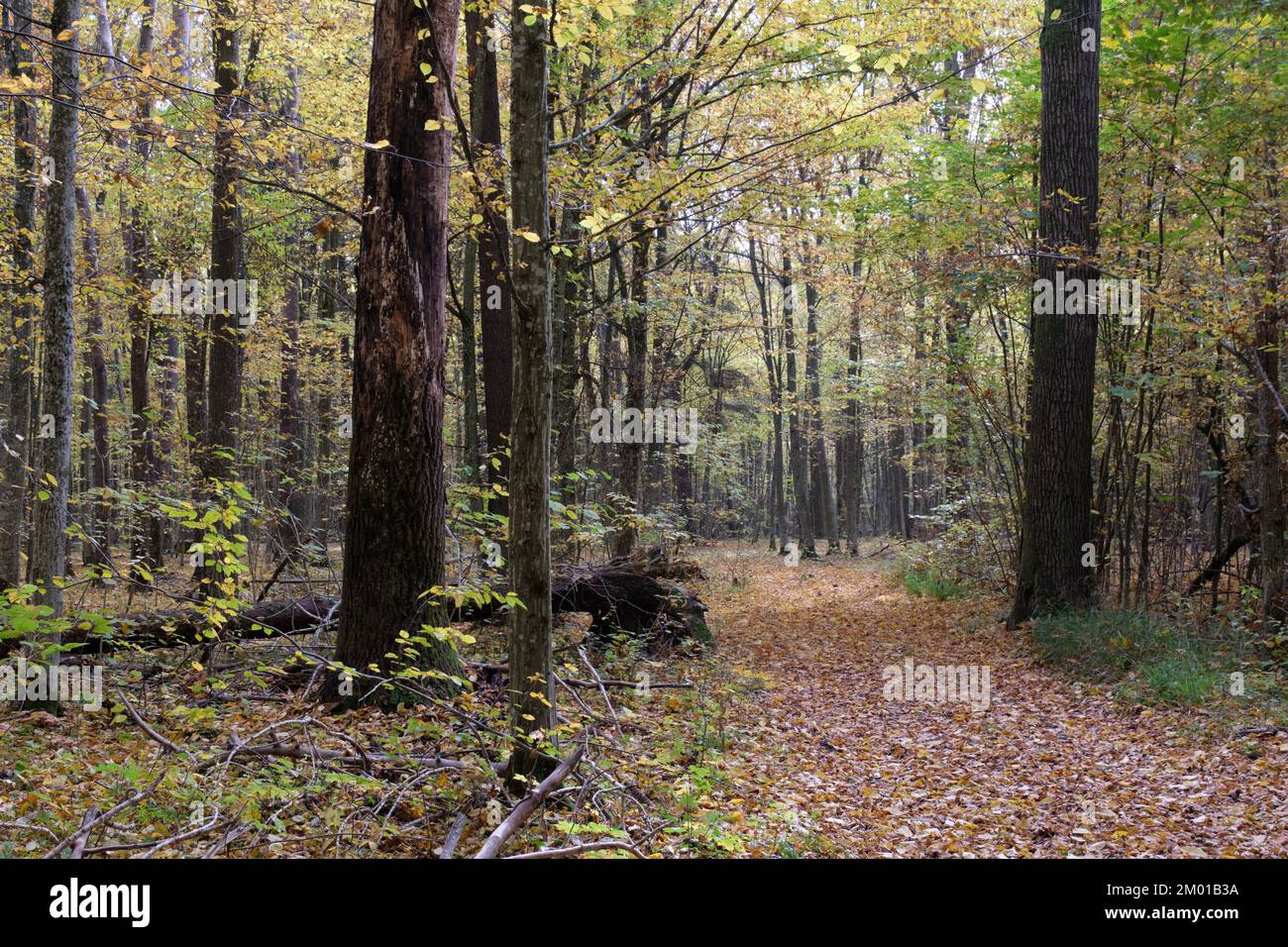 Autumnal midday in deciduous forest stand with old oak trees and narrow ...