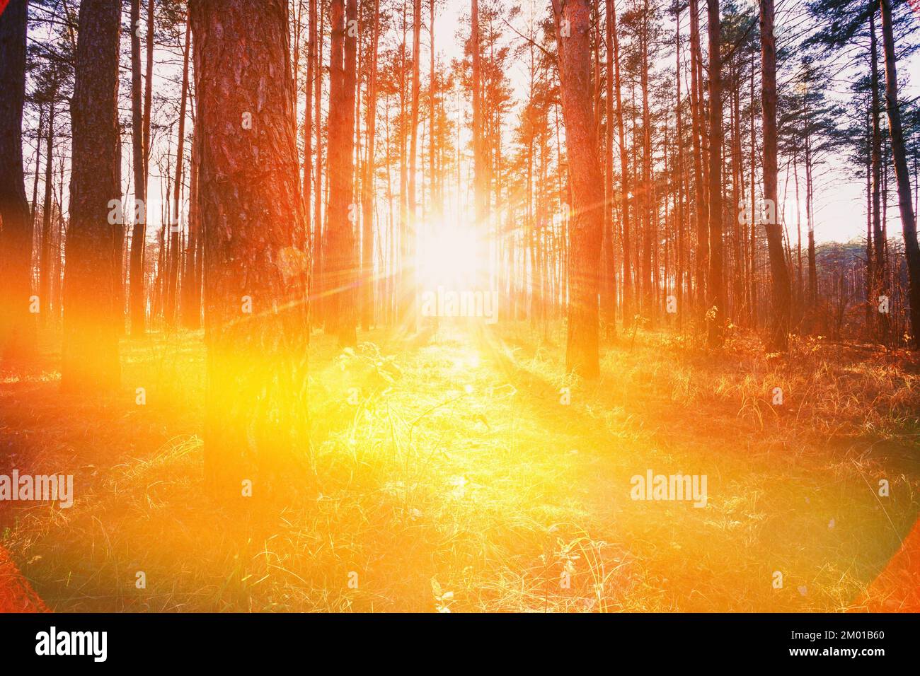 Beam colors of forest hi-res stock photography and images - Alamy