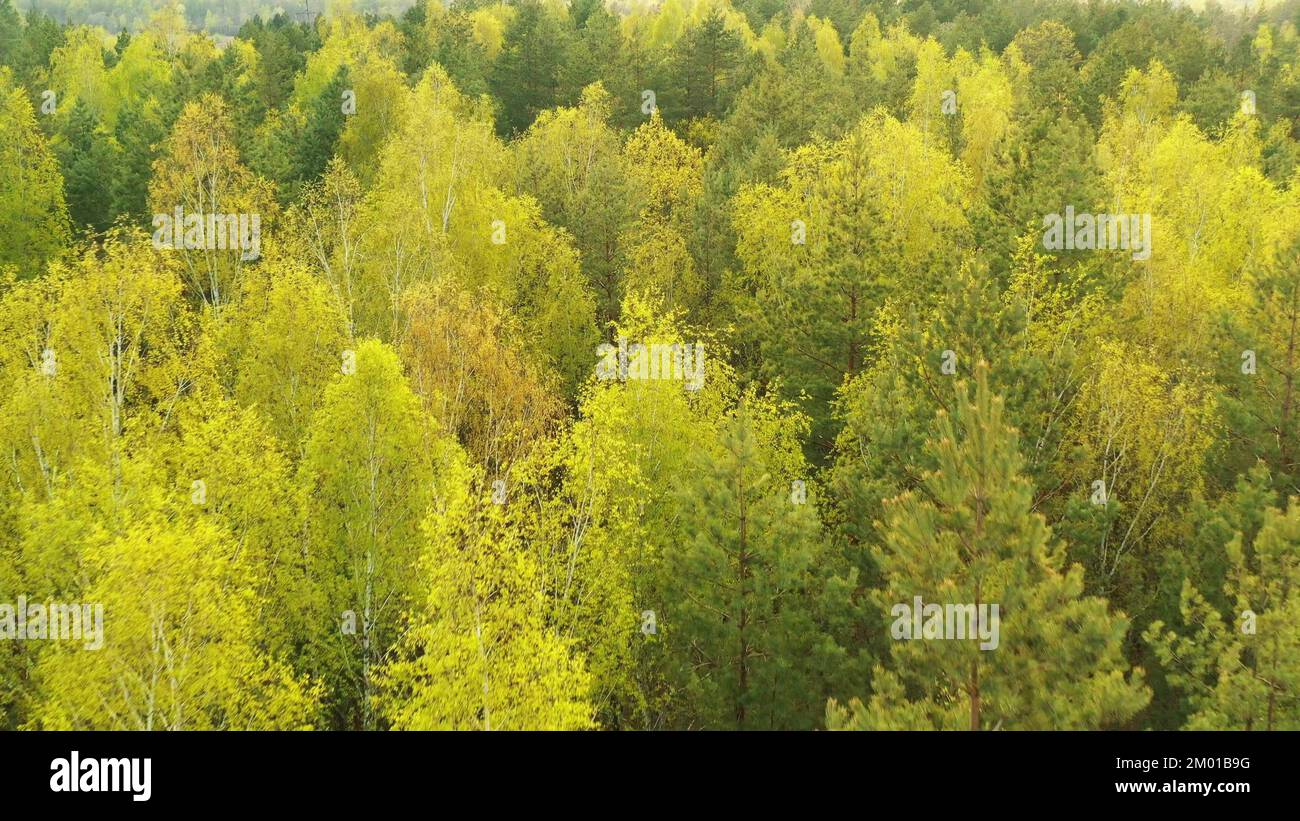 Cinematic trees hi-res stock photography and images - Alamy