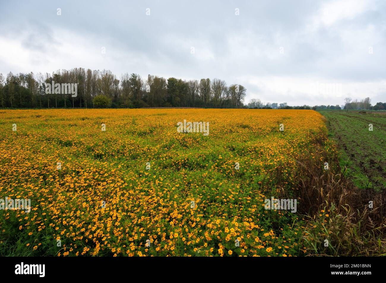 Orange blooming flowers in a green field at the Flemish Countryside ...
