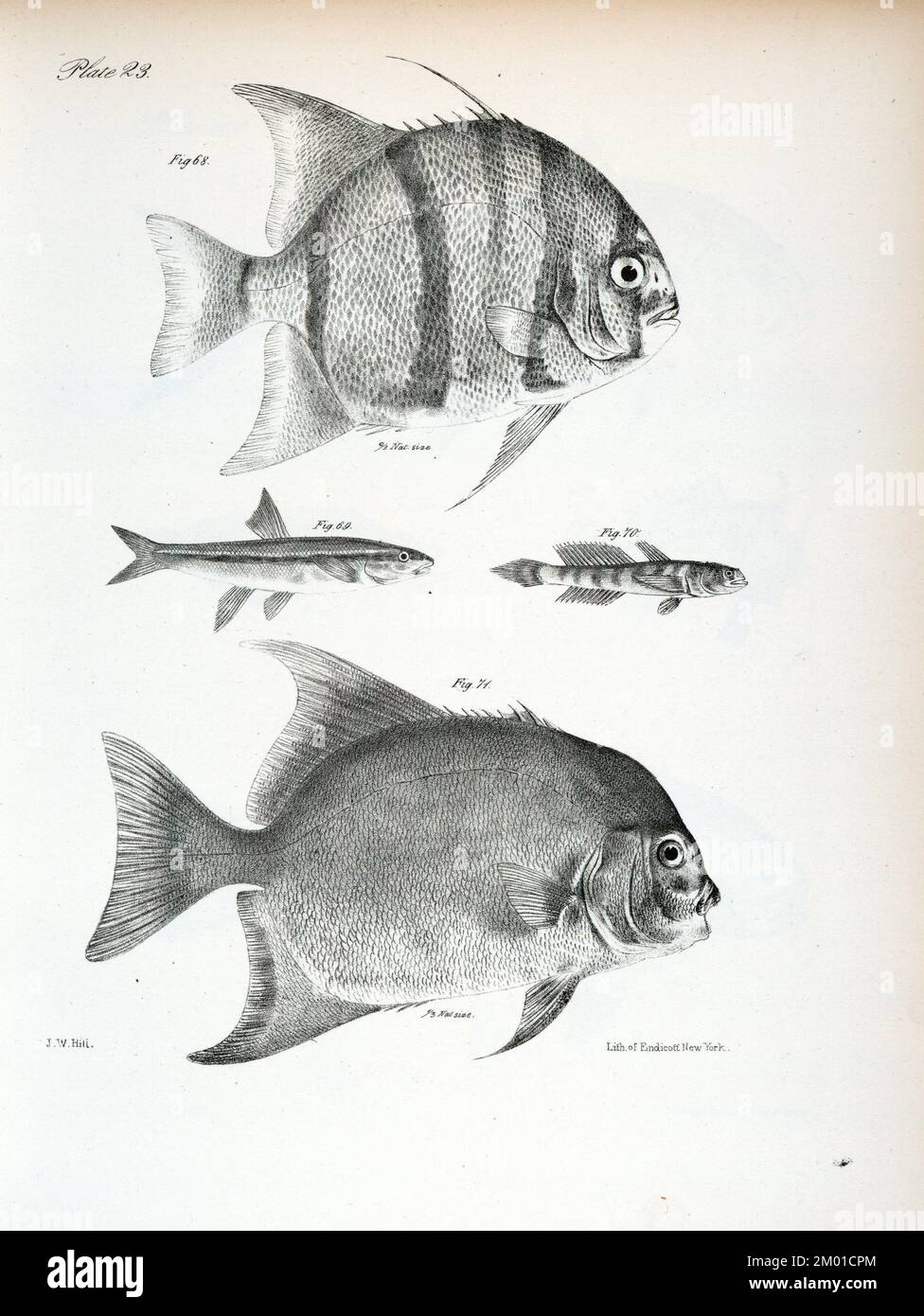 Black nose dace hi-res stock photography and images - Alamy