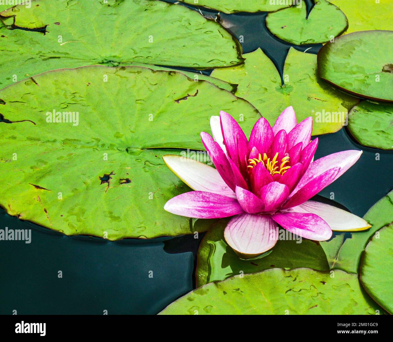 Family nymphaeaceae hi-res stock photography and images - Alamy