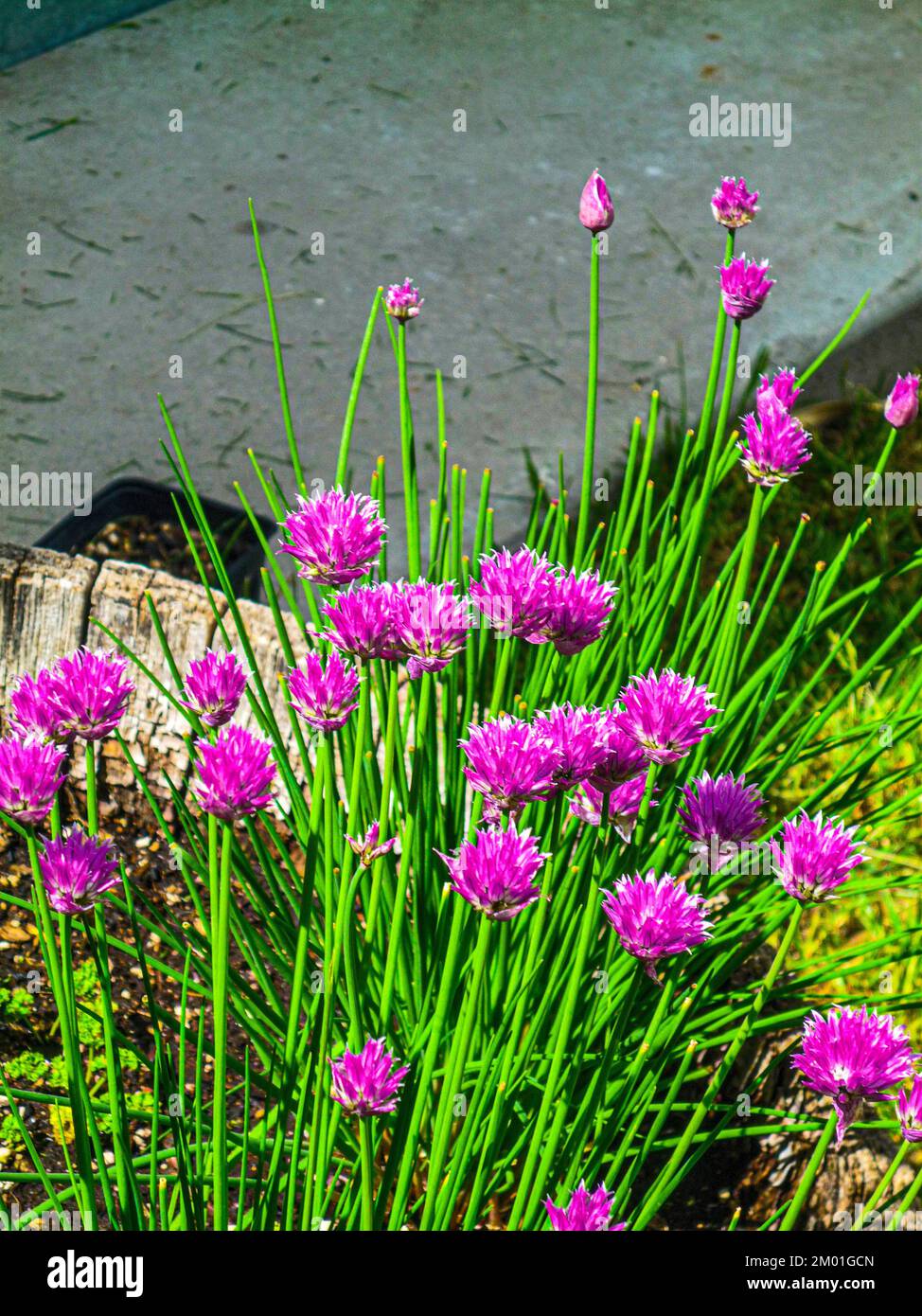 Genus allium hi-res stock photography and images - Alamy