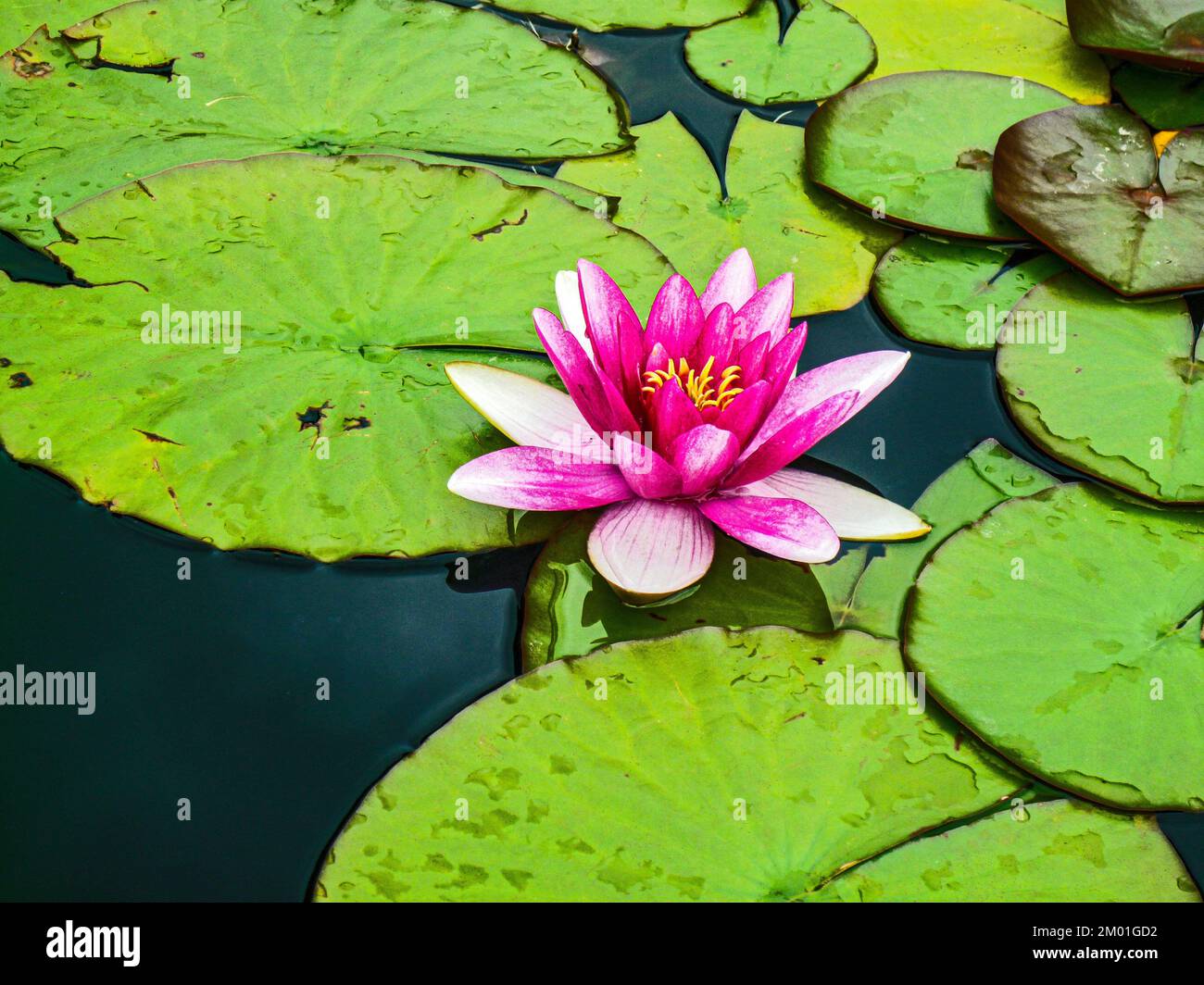 Family nymphaeaceae hi-res stock photography and images - Alamy