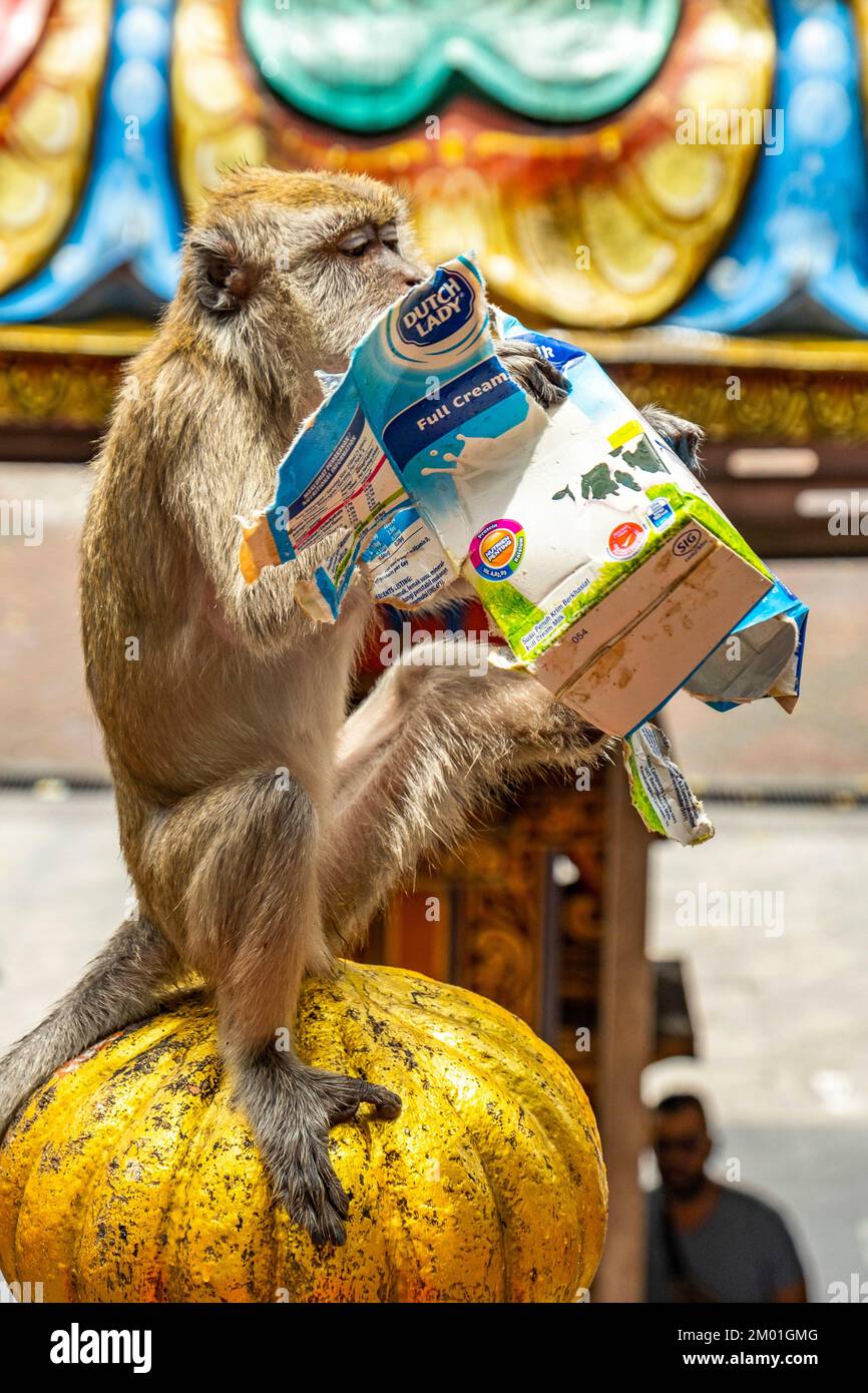 Tetra pak milk hi-res stock photography and images - Alamy