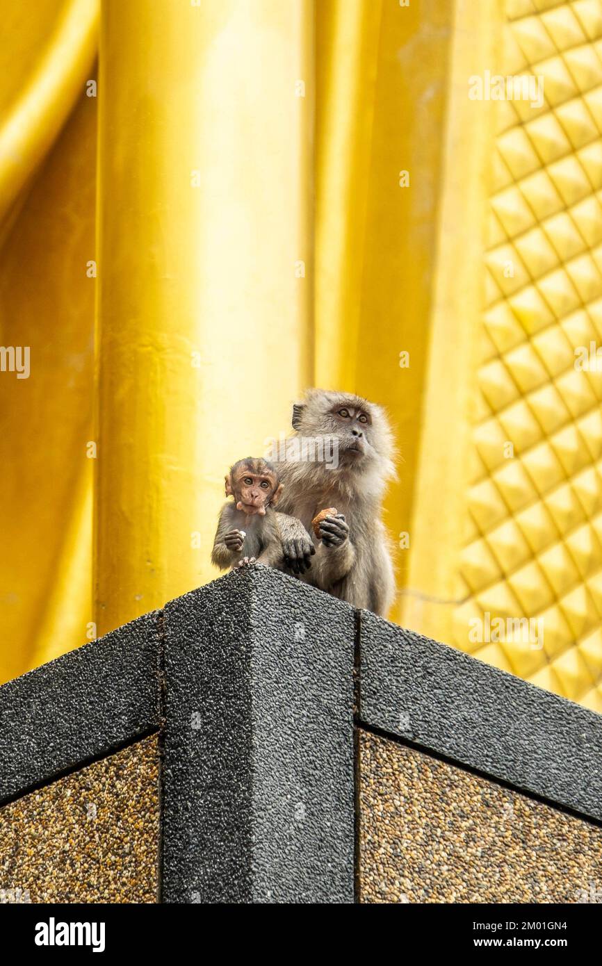 Cave of the ape man hi-res stock photography and images - Alamy