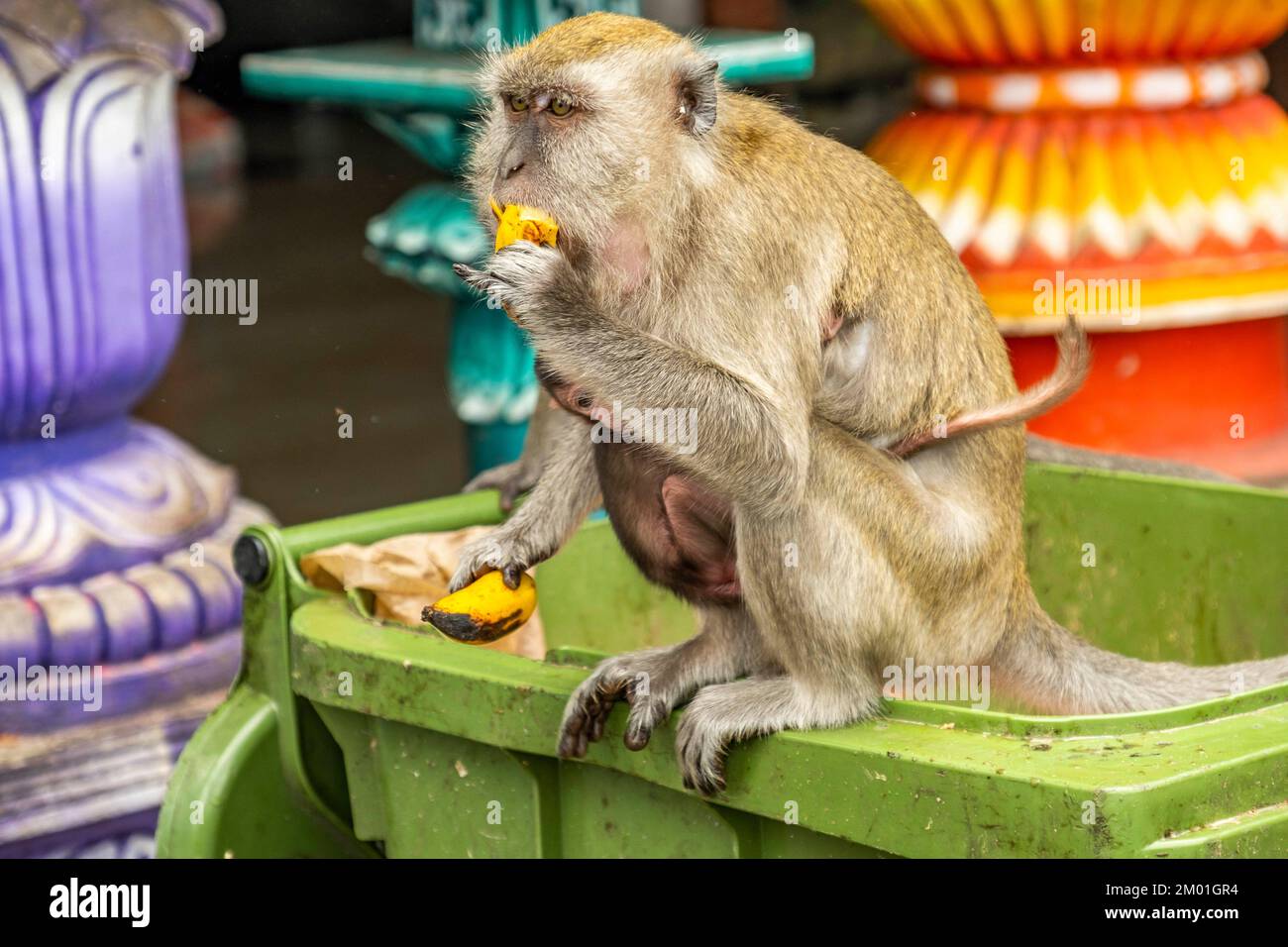 Cave man eating hi-res stock photography and images - Alamy