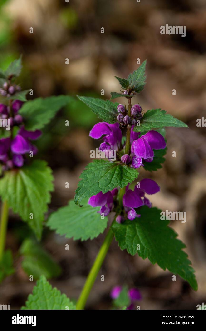 Blooming Lamium purpureum, known as purple dead-nettle, or purple ...