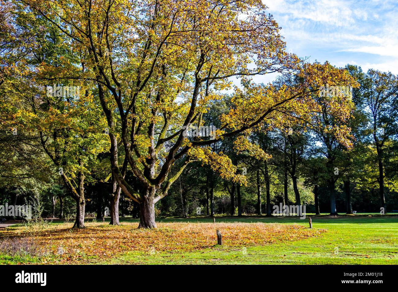 Dutch autumn forest, The Netherlands, Europe Stock Photo - Alamy