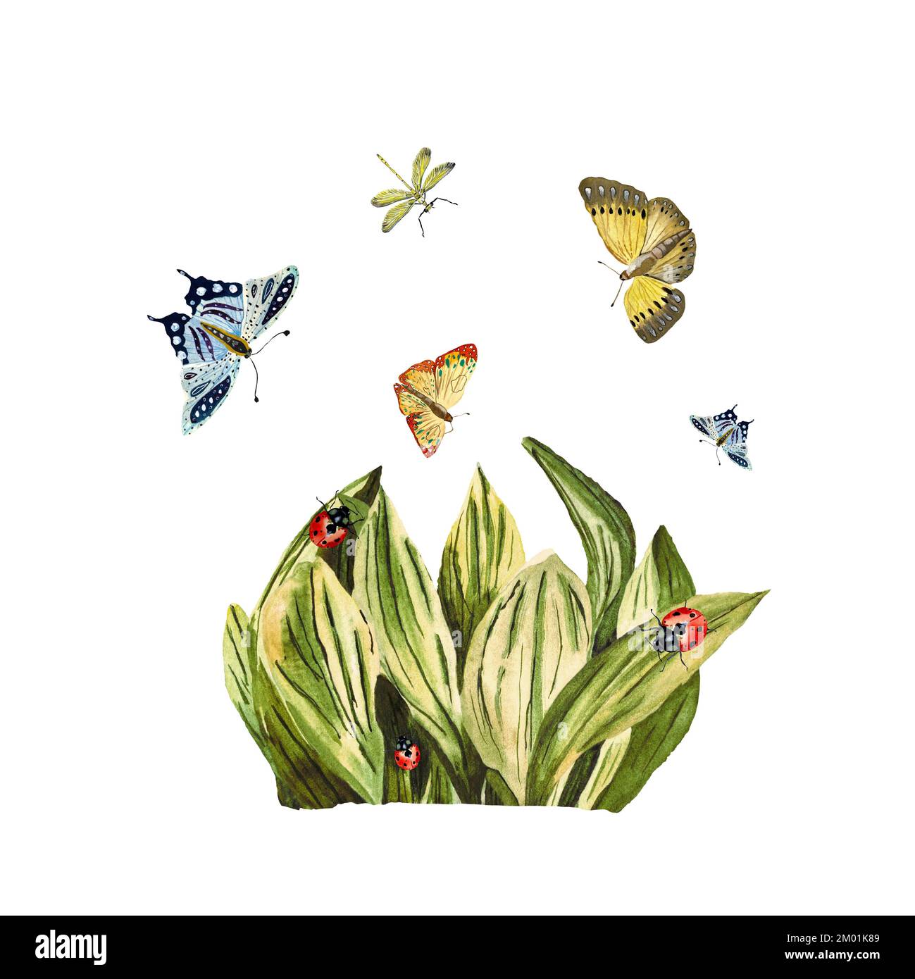 Drawing butterfly ladybug hi-res stock photography and images - Alamy