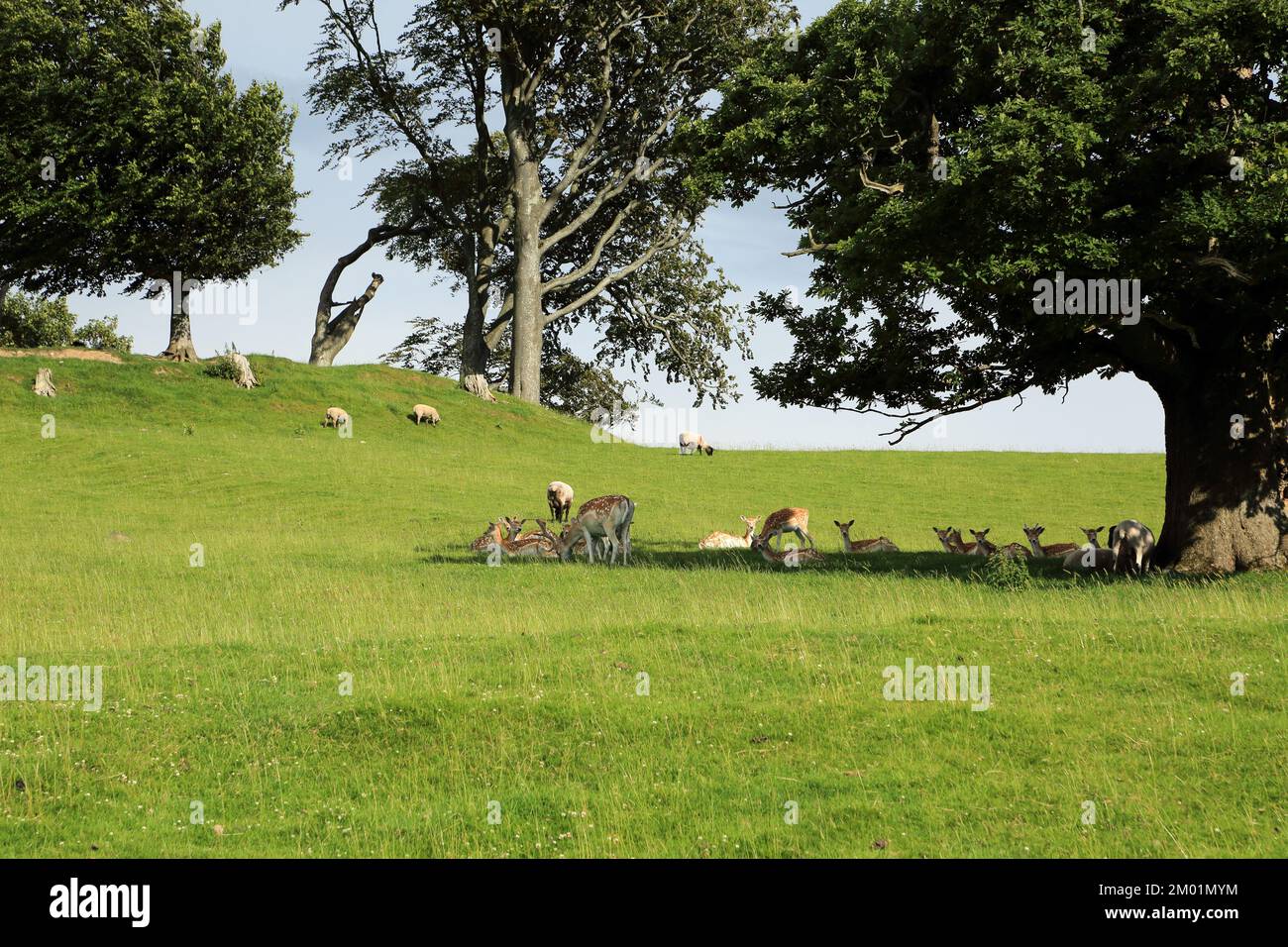 Fallow deer resting underneath a tree in parkland at Dallam Towers ...