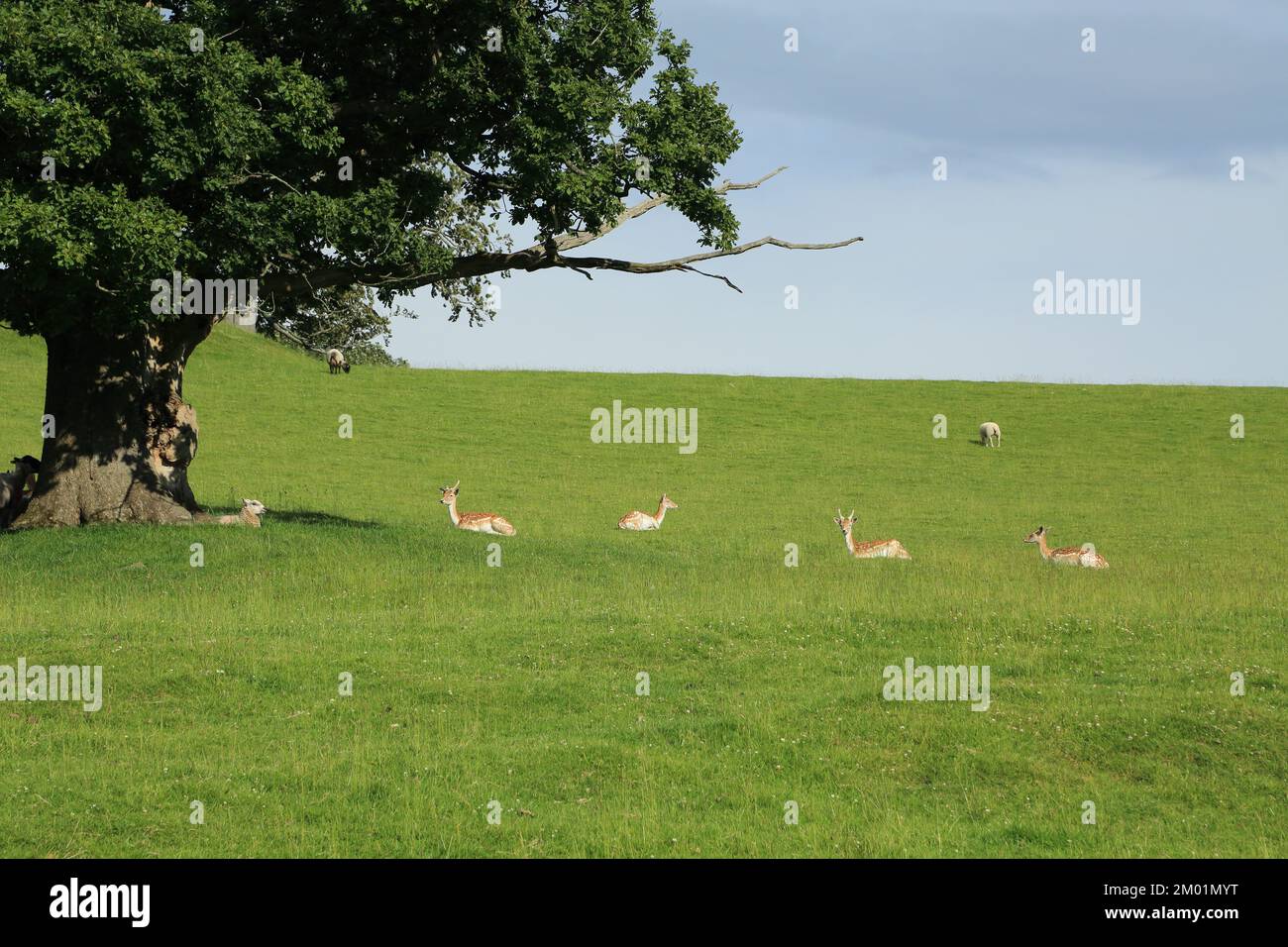 Fallow deer and sheep resting underneath a tree in parkland at Dallam ...