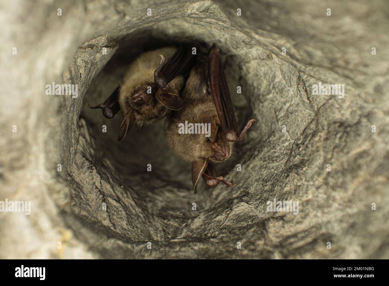 Close up two strange animals Greater mouse-eared bats Myotis myotis ...