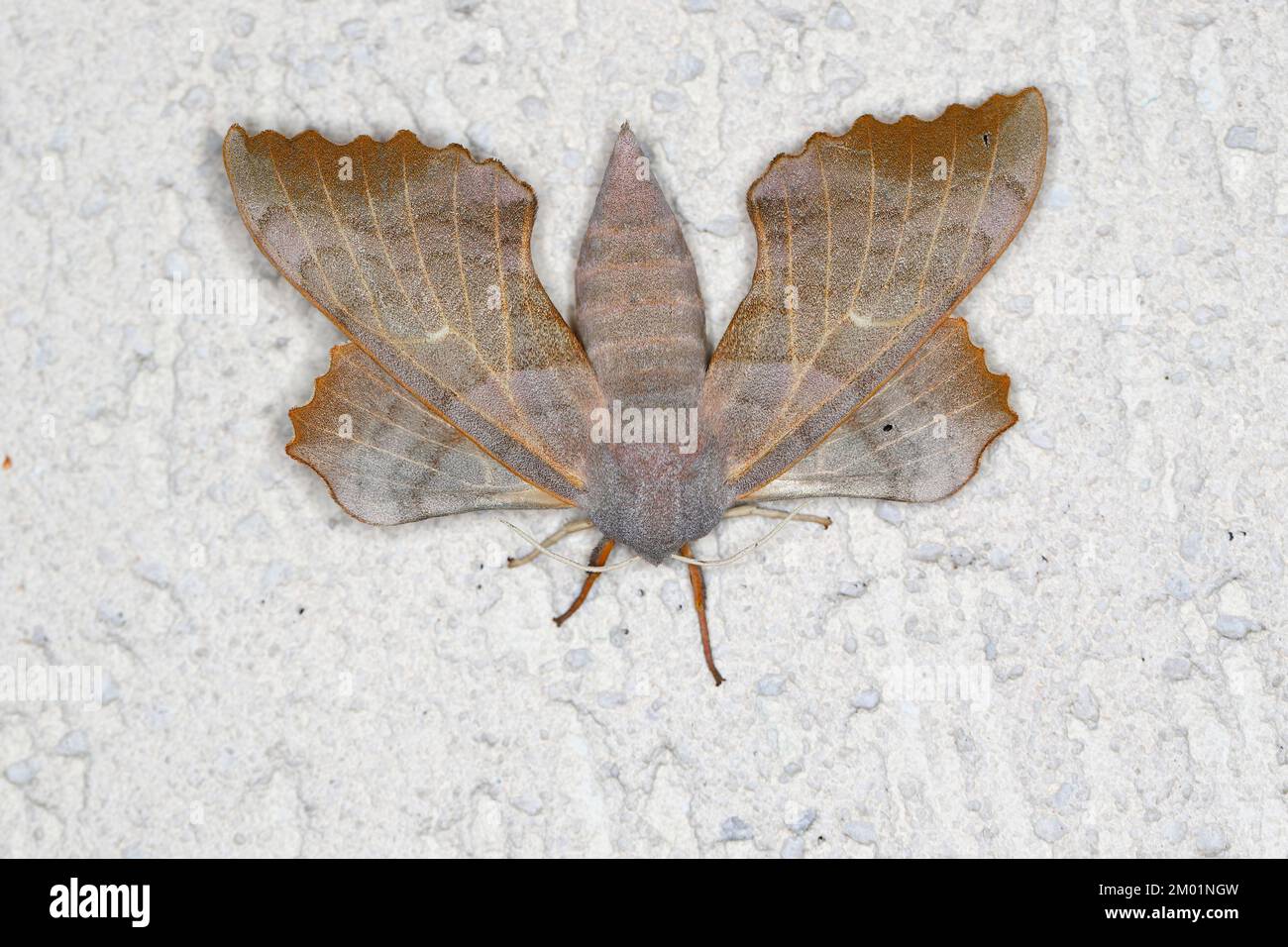 Poplar hawk moth (Laothoe populi) an adult moth on wall Stock Photo - Alamy