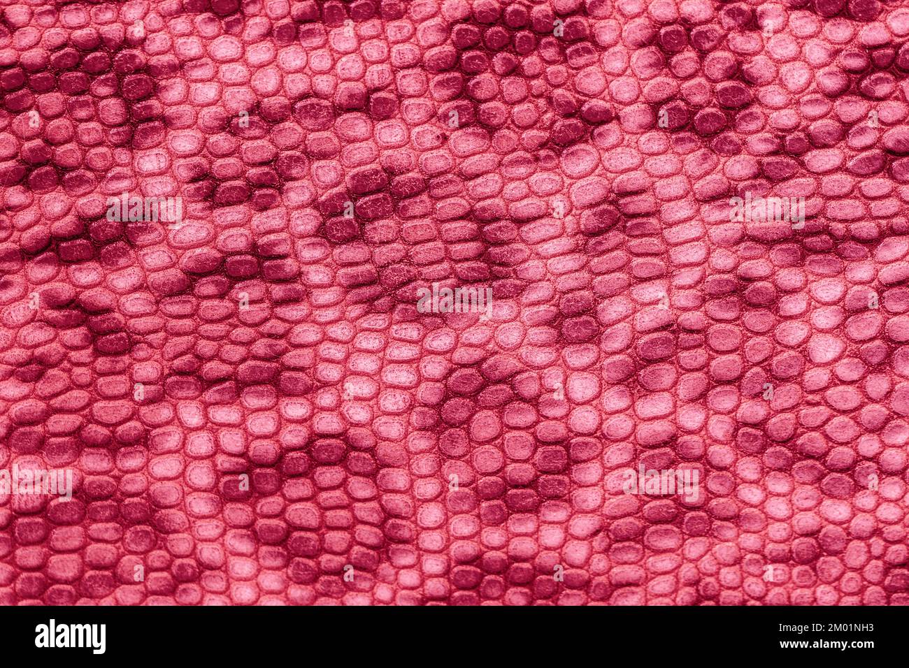 Embossed genuine leather, pattern of leopard close-up in viva magenta ...