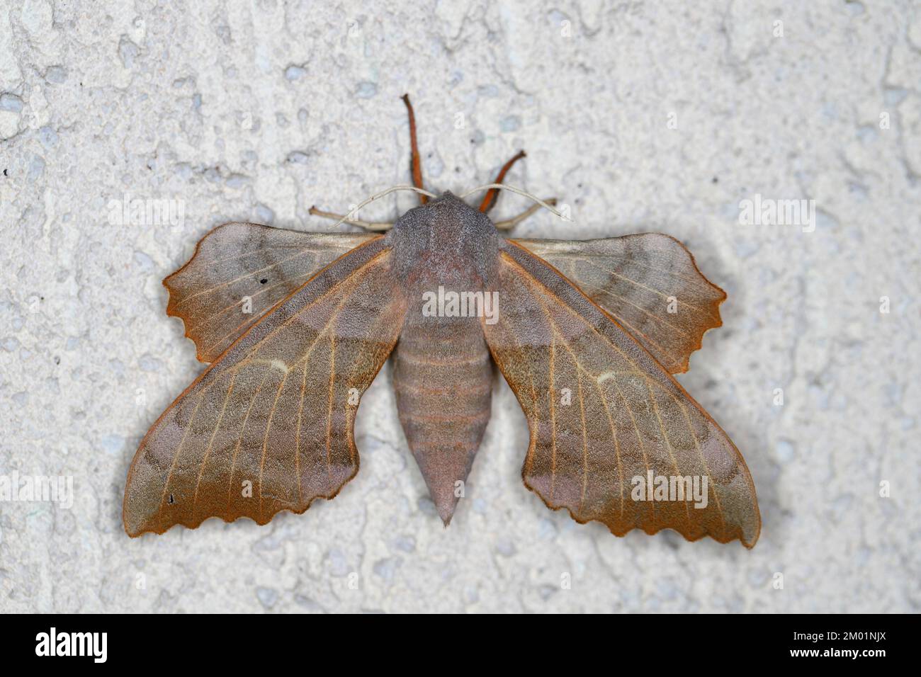 Poplar hawk moth (Laothoe populi) an adult moth on wall Stock Photo - Alamy