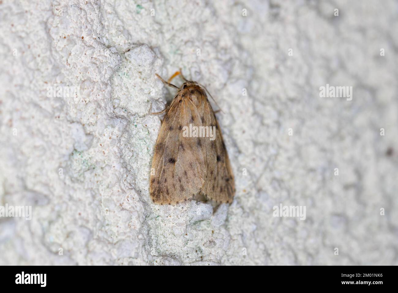 Closeup on the small yellow round winged muslin moth, Thumatha senex on ...