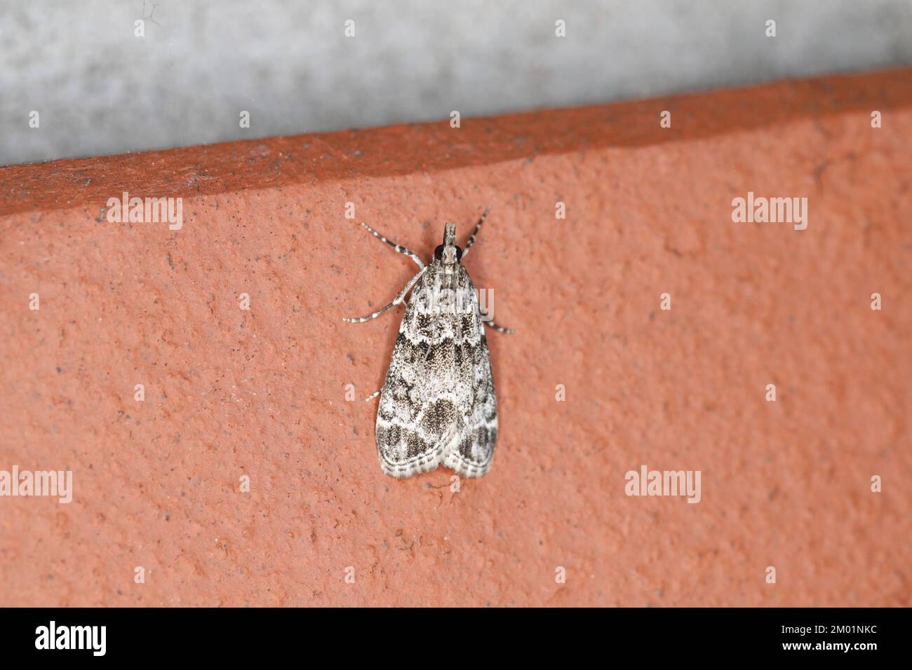 An adult small grey moth (Eudonia mercurella) at rest on a wall Stock ...