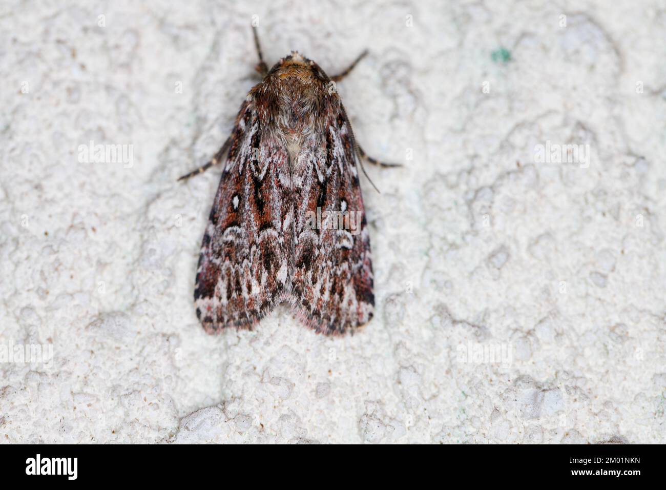 Detailed closeup on true lover's knot moth, Lycophotia porphyrea ...