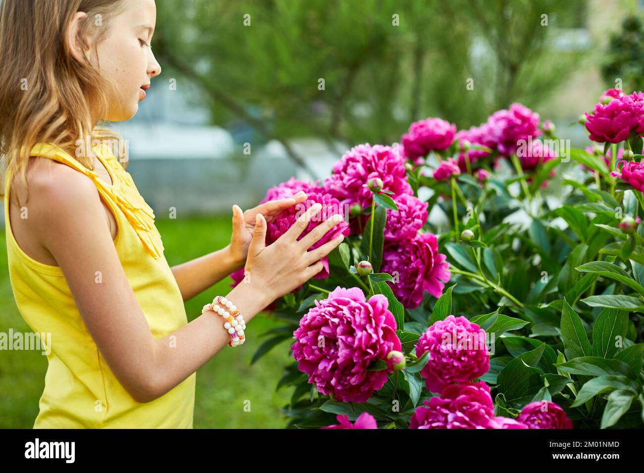 Little girl in the garden in bushes of peonies, child touch the flower ...