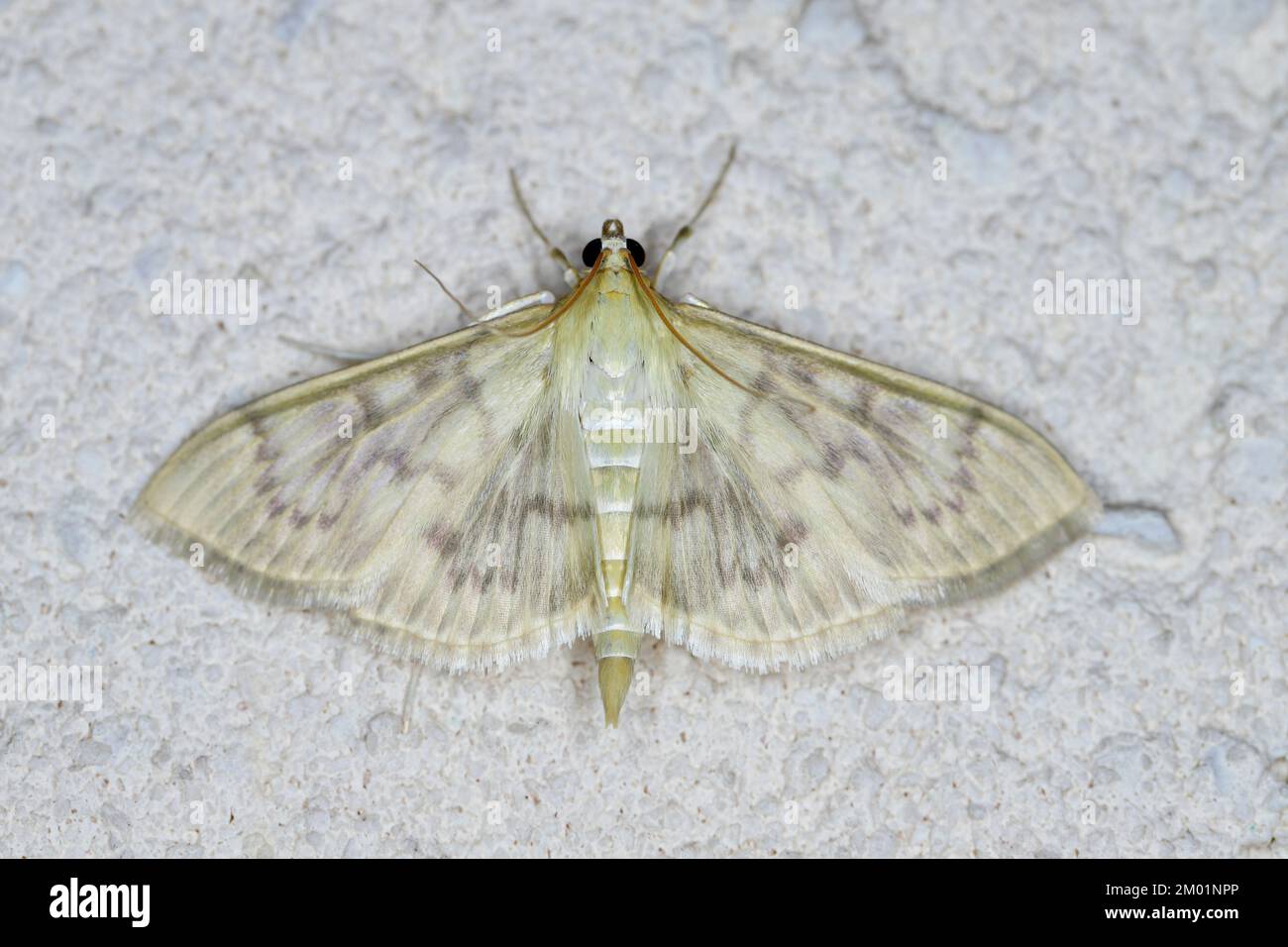 Patania ruralis, the Mother of Pearl Moth, perched on a wall Stock ...