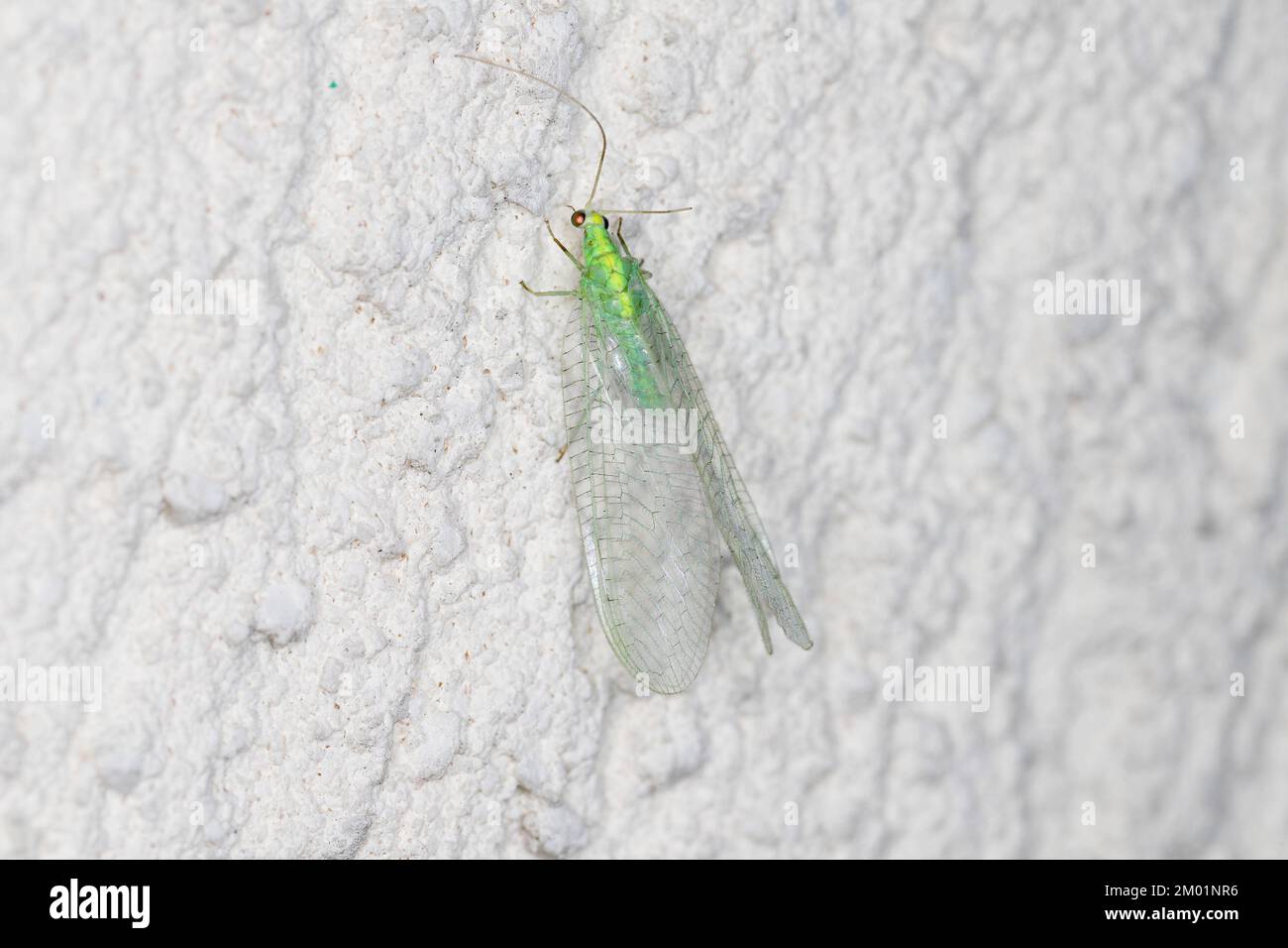 Predators of other insects hi-res stock photography and images - Alamy