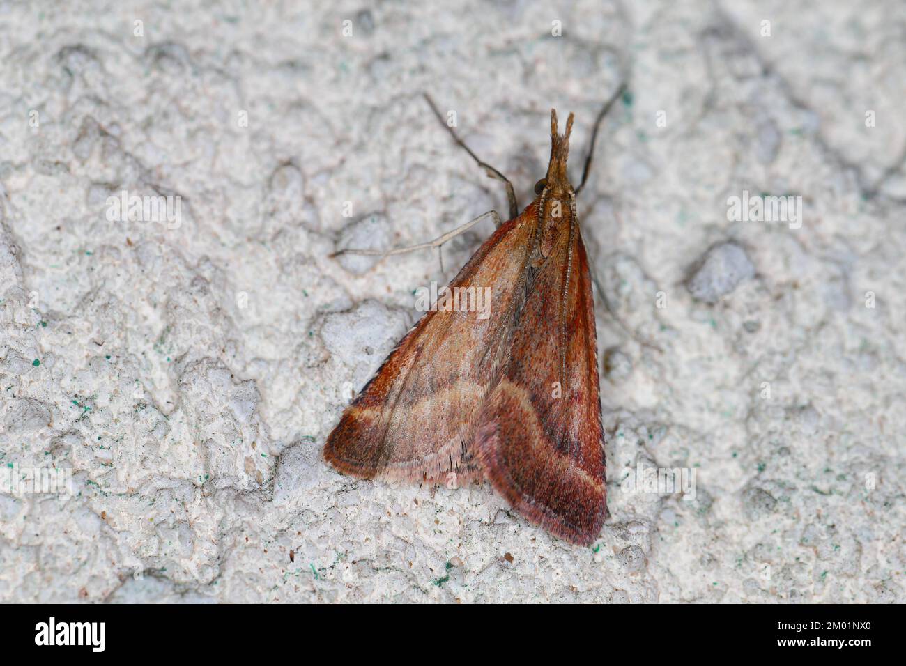 Synaphe punctalis is a moth in the Pyralidae family. Small, brown Stock ...