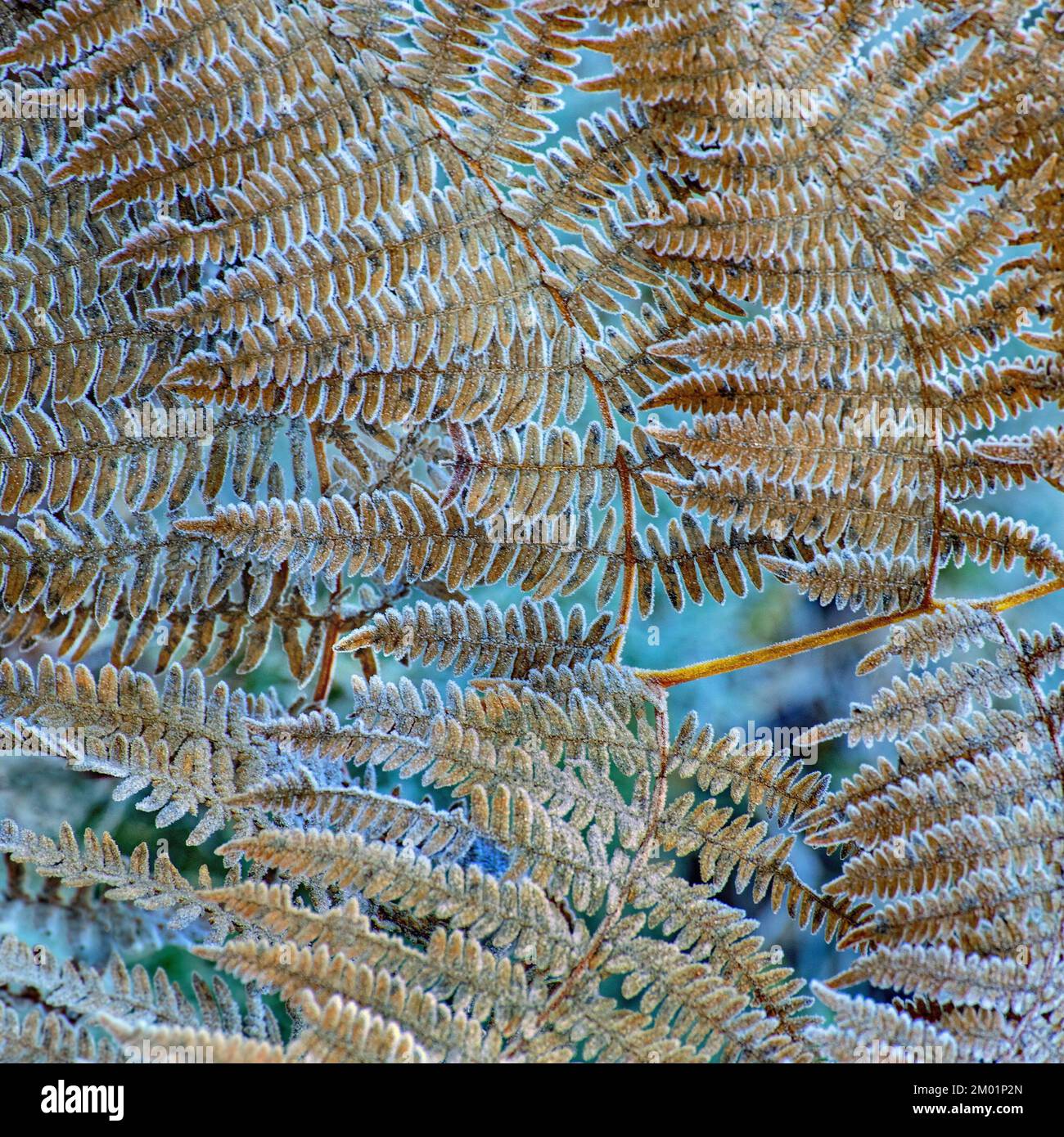 Pteridium aquiliinum hi-res stock photography and images - Alamy