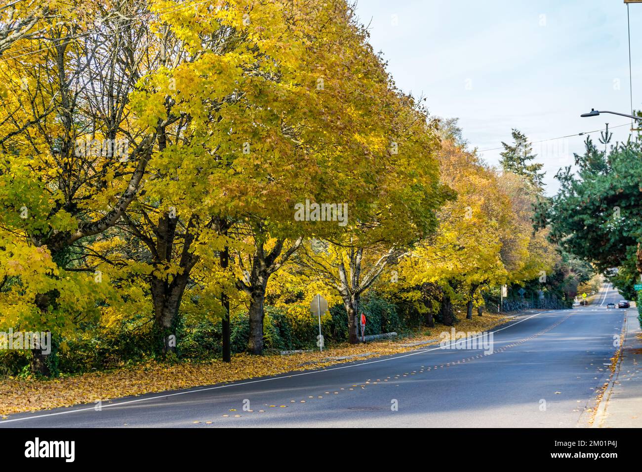 Autumn trees line a streeet in Seatac, Washington Stock Photo - Alamy