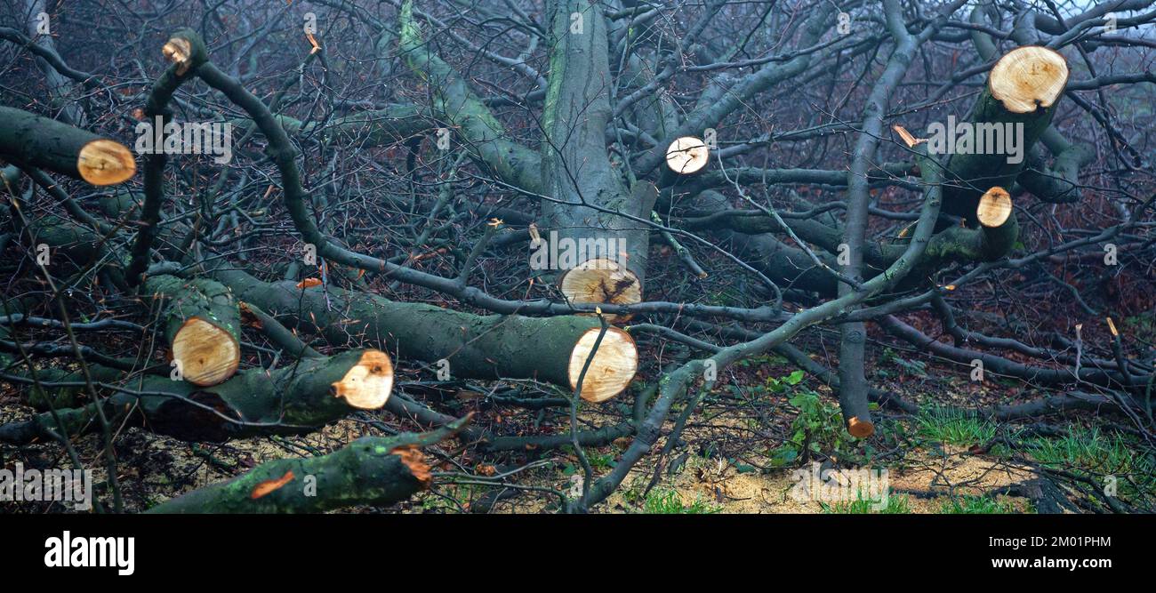Fallen tree branches in winter on Cannock Chase AONB Area of ...