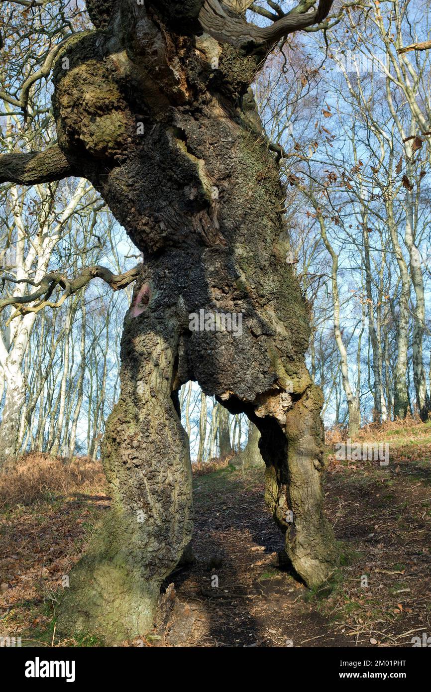 Ancient Oak tree at Brocton on Cannock Chase AONB Area of Outstanding ...