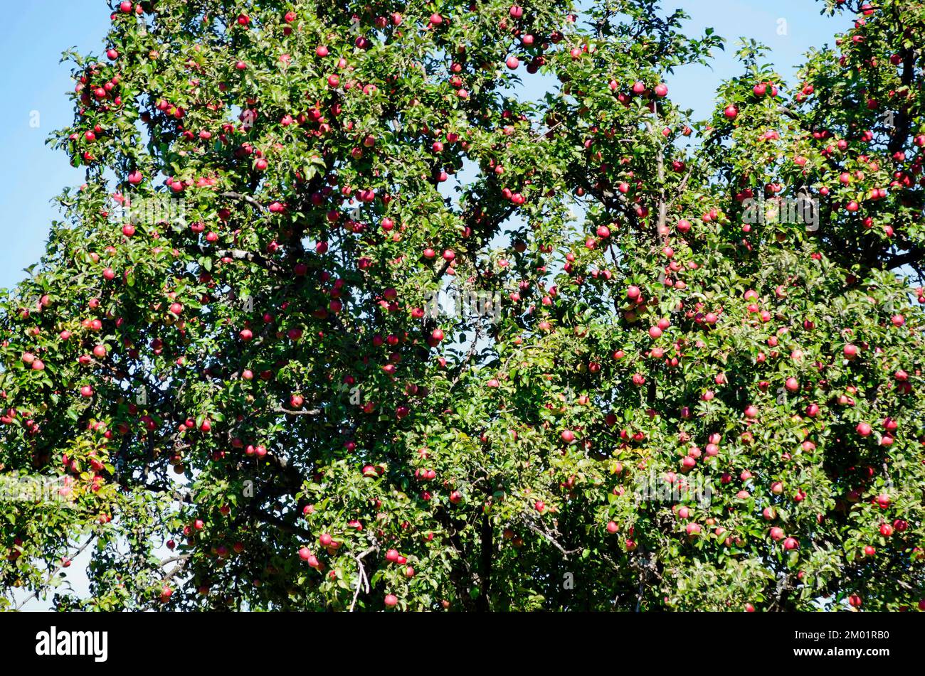 Garden view of an apple tree with red ripe fruits, Plana mountain ...
