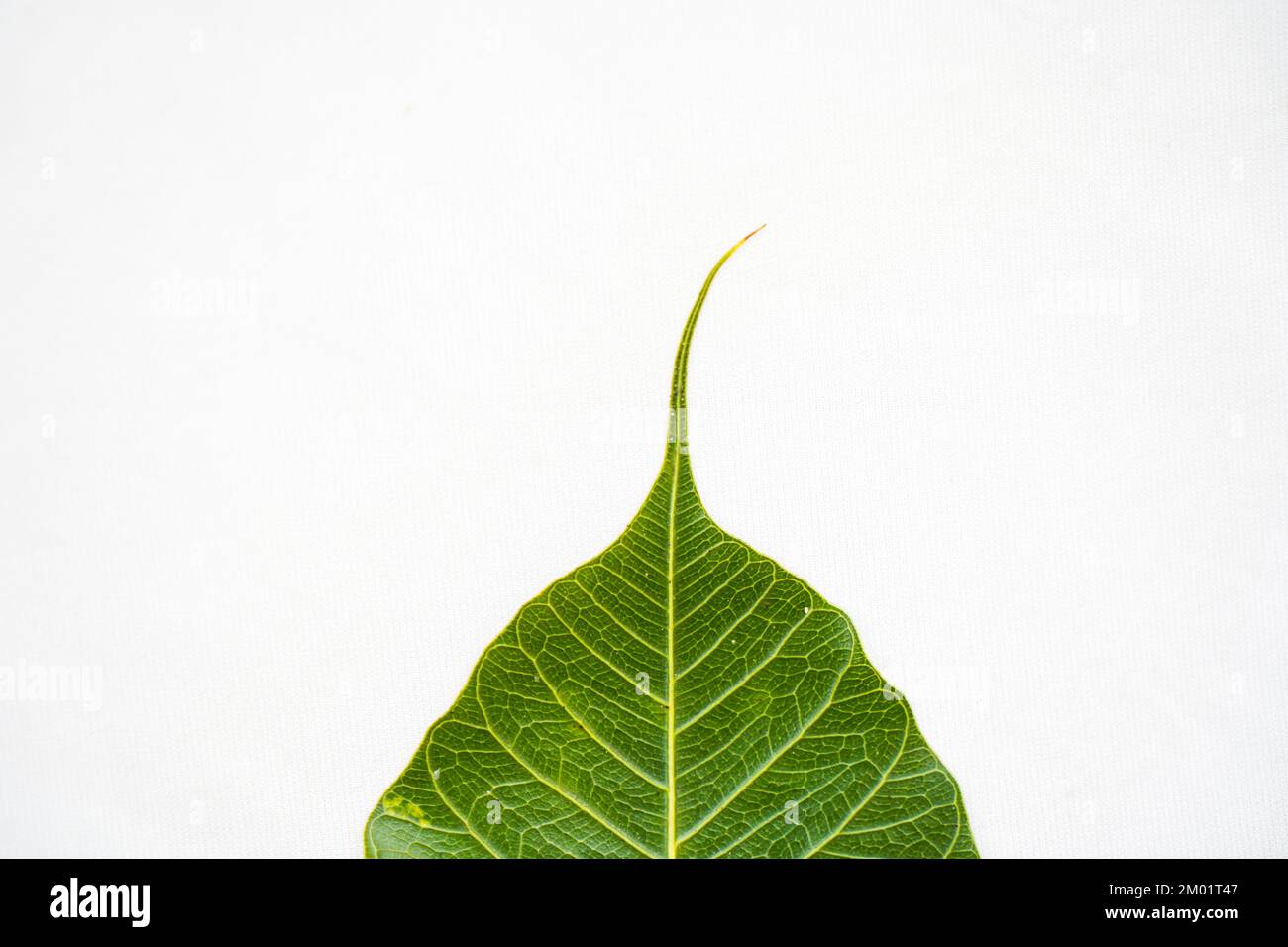Peepal leaf or Bodhi leaf or sacred fig leaf isolated on white ...