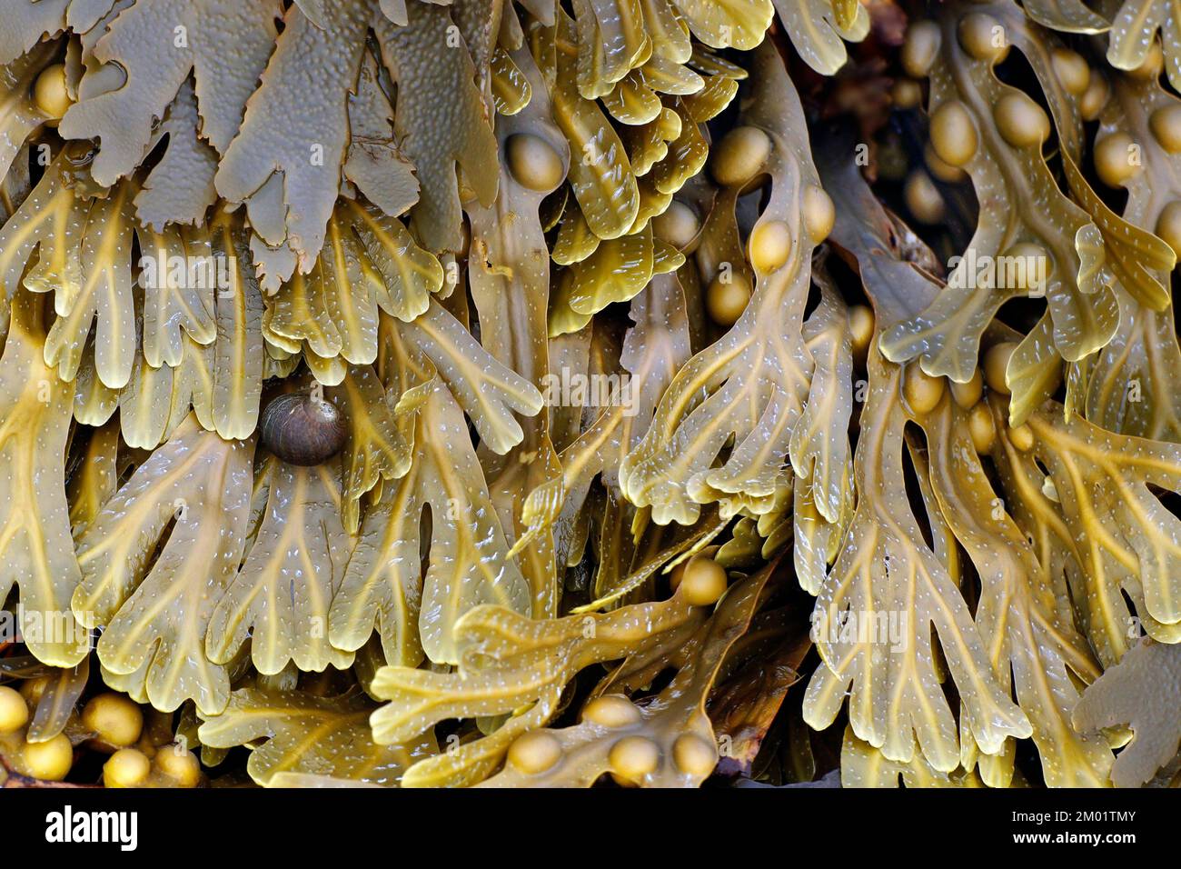 Colour photograph of seaweed and marine creatures showing under rock ...