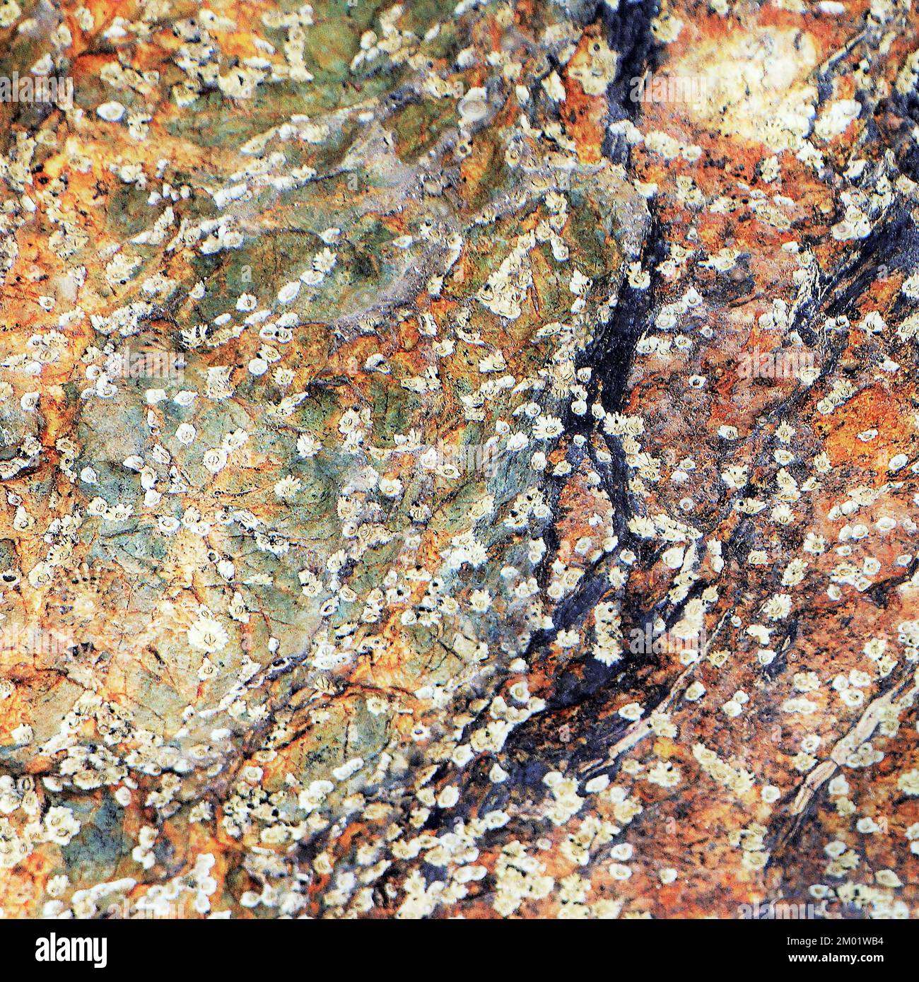 Abstract colour photograph, showing coastal shallow waters or rock ...