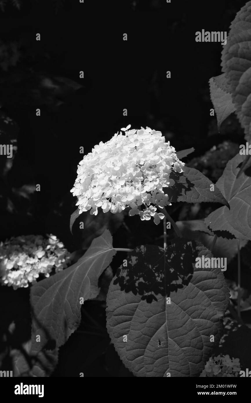 Fresh hydrangeas and flowers growing in the sunny summer meadow in a ...