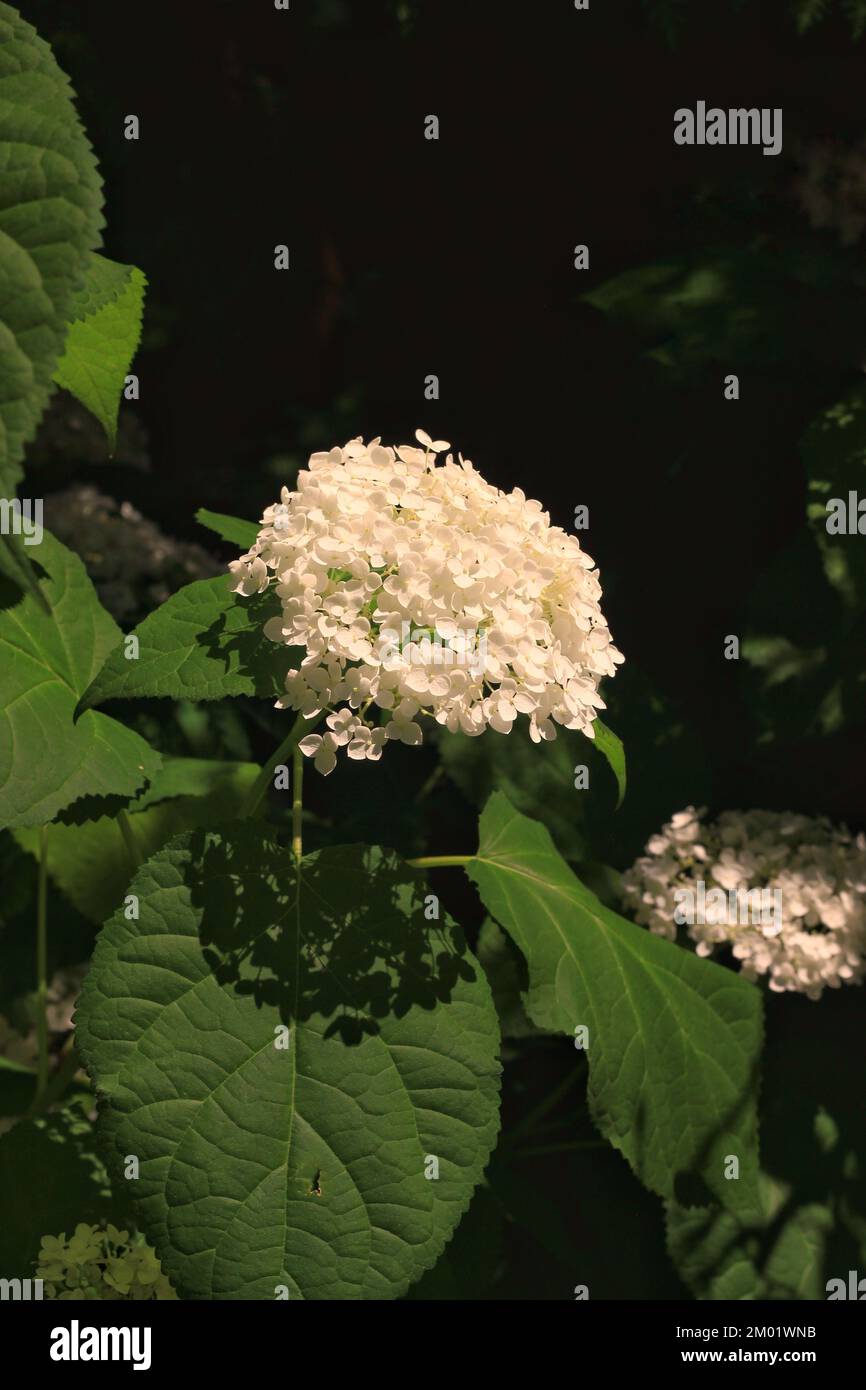 Fresh hydrangeas and flowers growing in the sunny summer meadow Stock ...