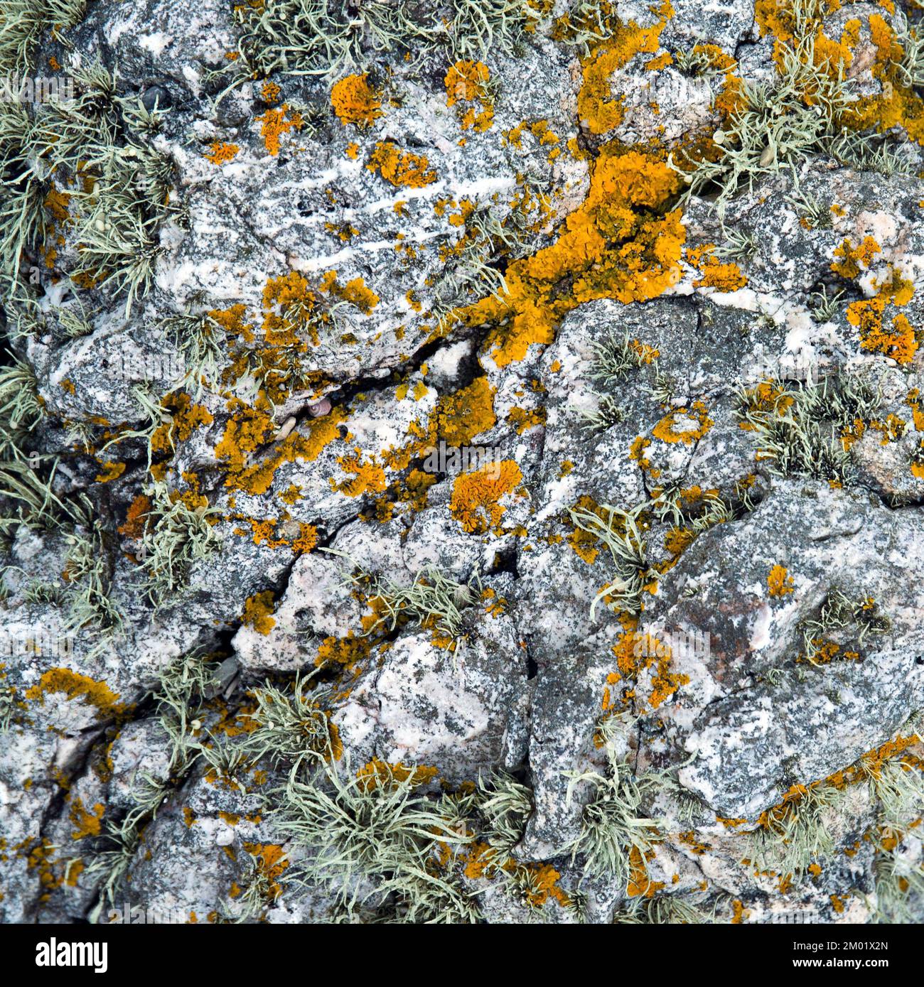 Geology of with interesting rocks at Porth Padrig on the northern coast ...