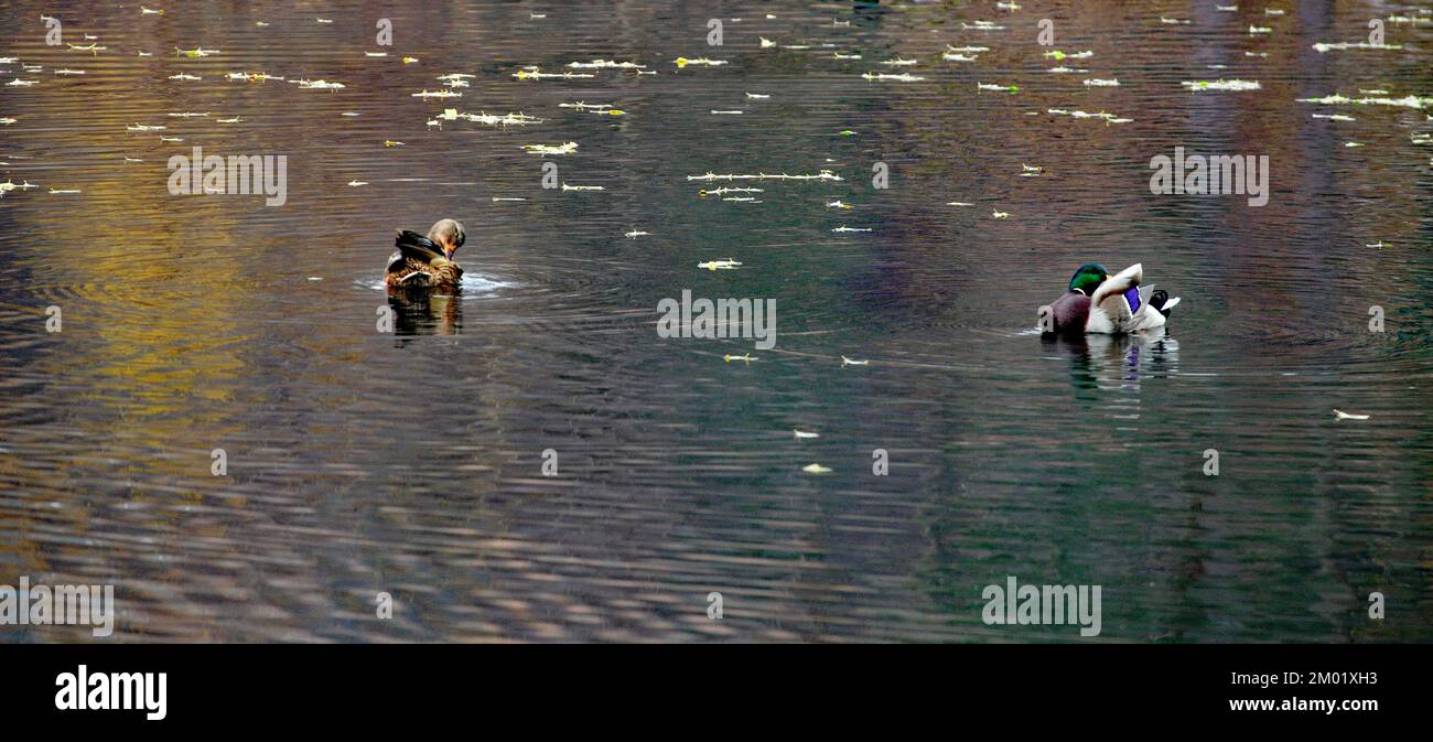 Autumn in Fair Oak valley showing one of the three major forest pools ...