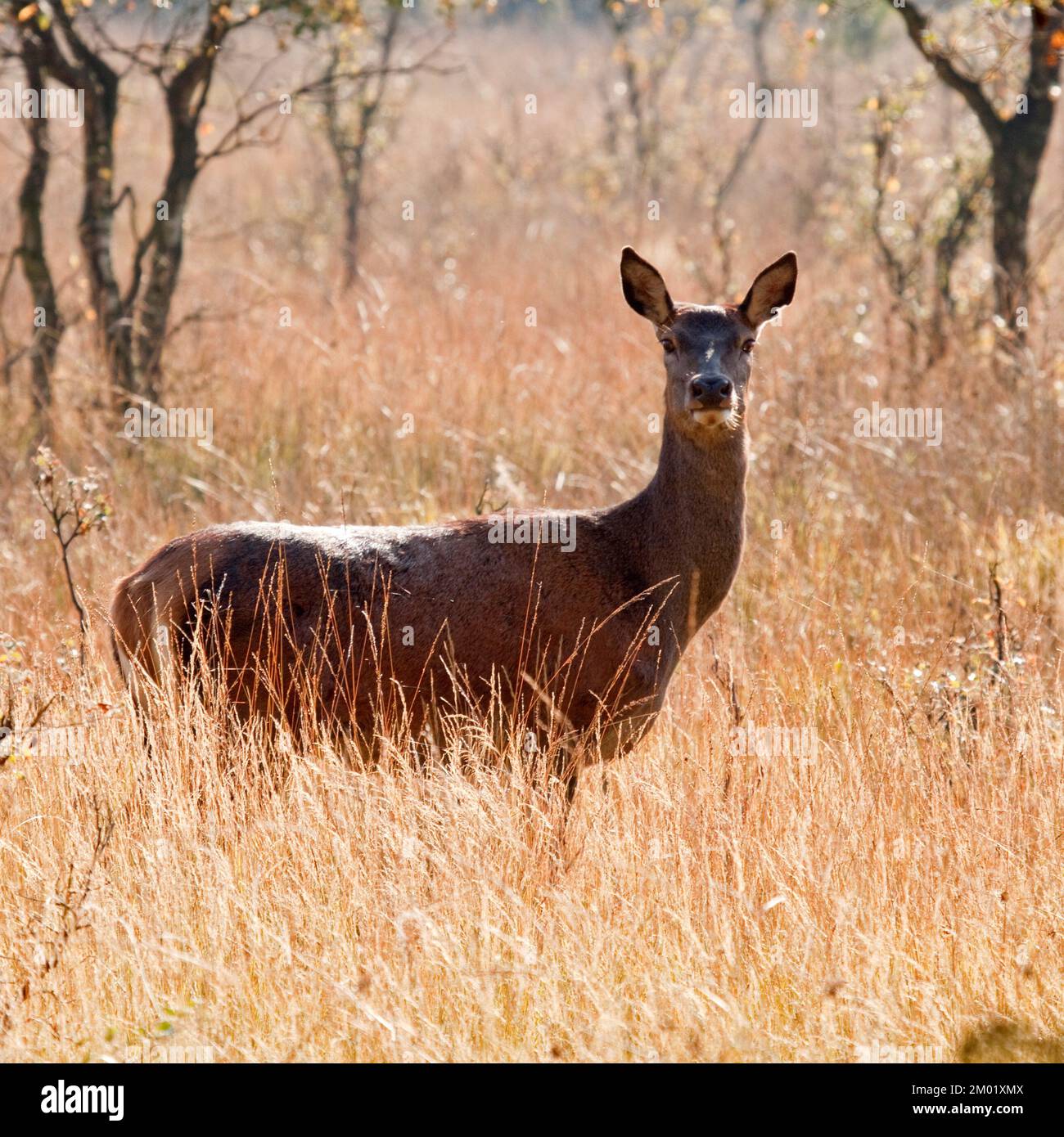 Red Deer Hind late summer on Cannock Chase AONB (area of outstanding ...