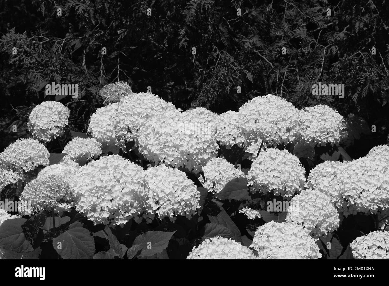 Fresh hydrangeas and flowers growing in the sunny summer meadow in a ...