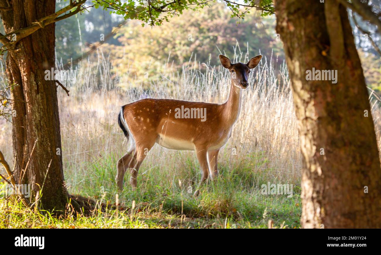 Fallow Deer in Late Summer Cannock Chase Country Park AONB (area of ...