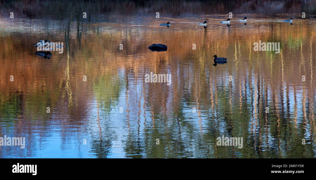 Reflections in late autumn on Fair Oak Pool on Cannock Chase AONB Area ...