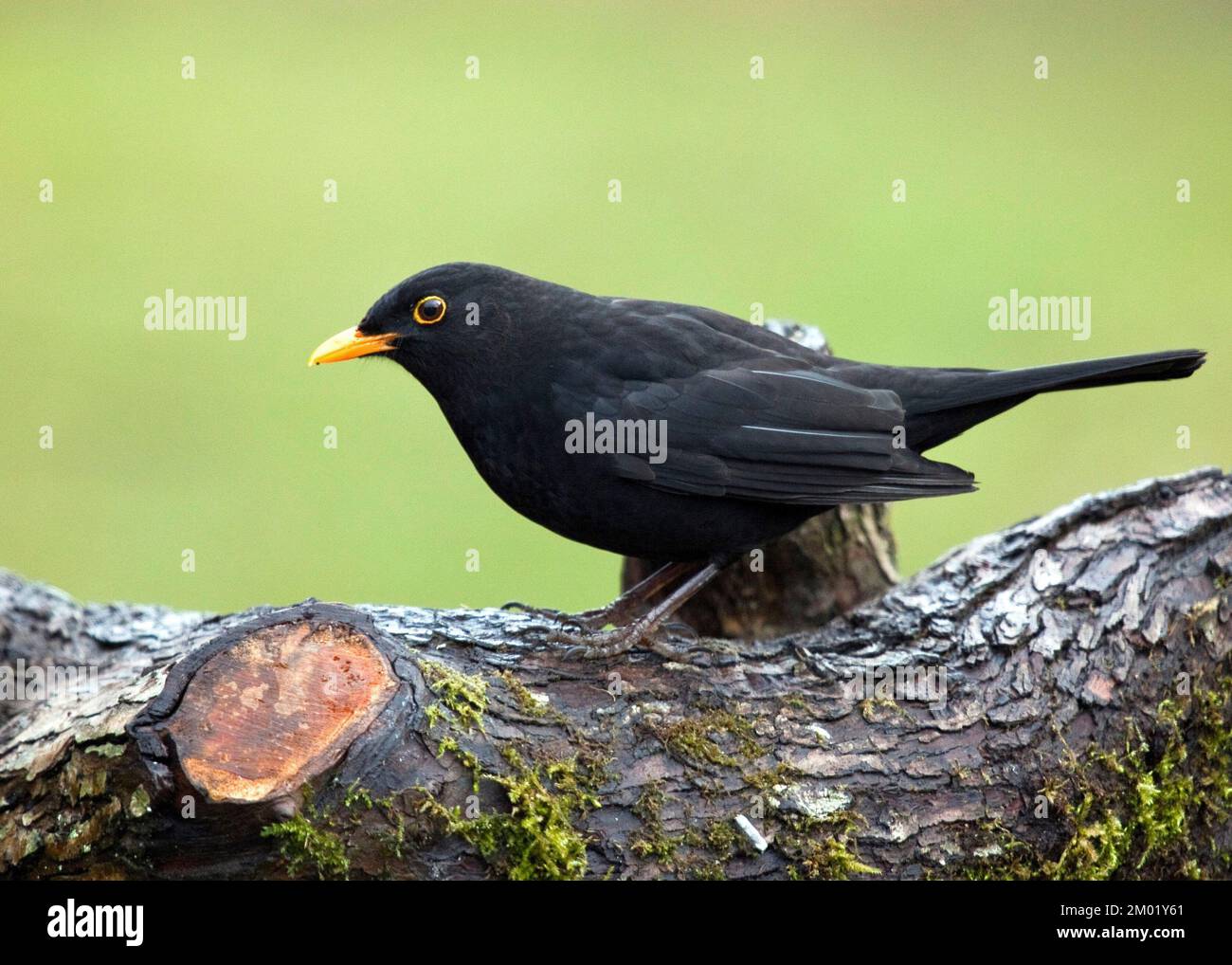 Wild male Blackbird in winter on Cannock Chase AONB Area of Outstanding ...