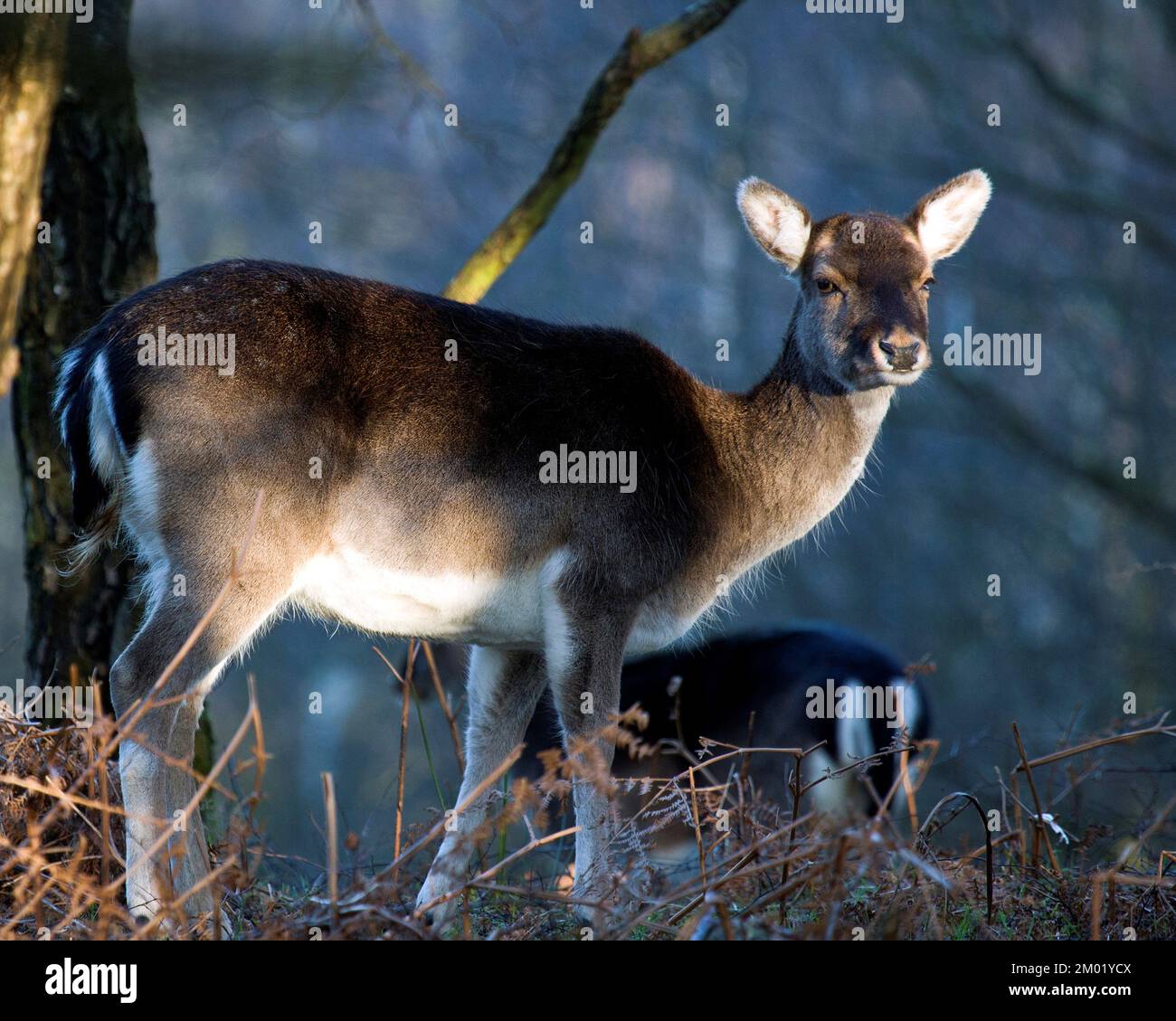 Fallow Deer in winter on Cannock Chase AONB Area of Outstanding Natural ...