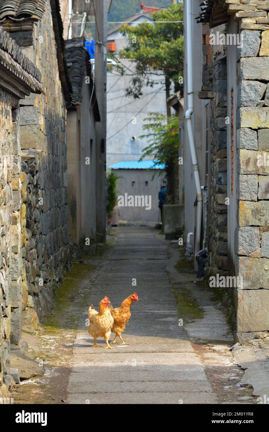 Village life, a couple of chickens walk through an alleyway in a remote ...
