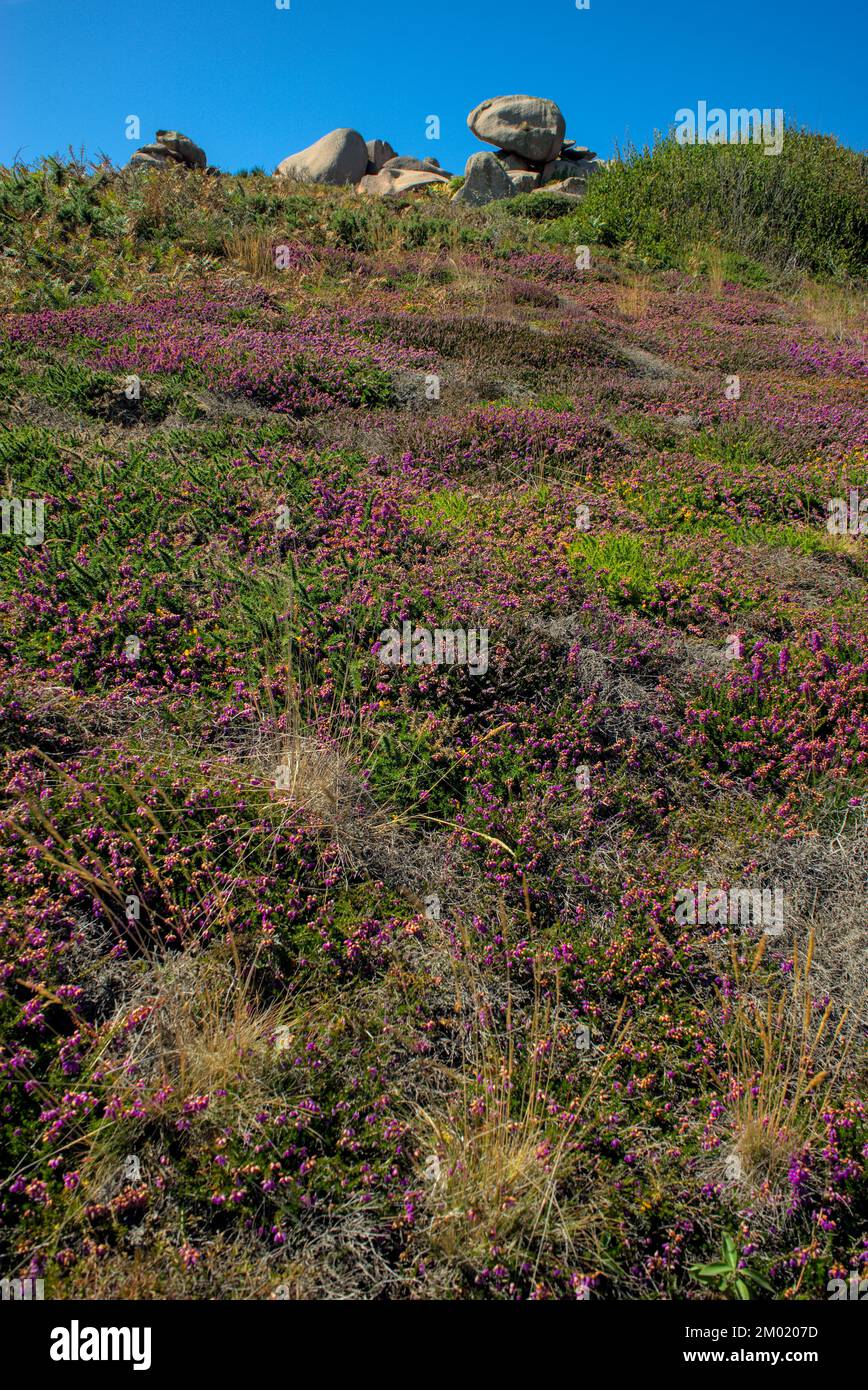 Breton moor on the pink granite coast. Pink and yellow heather Stock ...