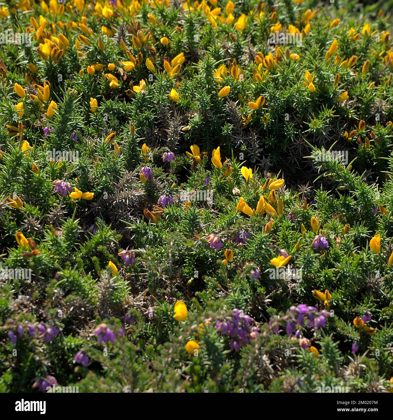 feet of yellow and pink heather on the Breton moor in close-up. Pink ...