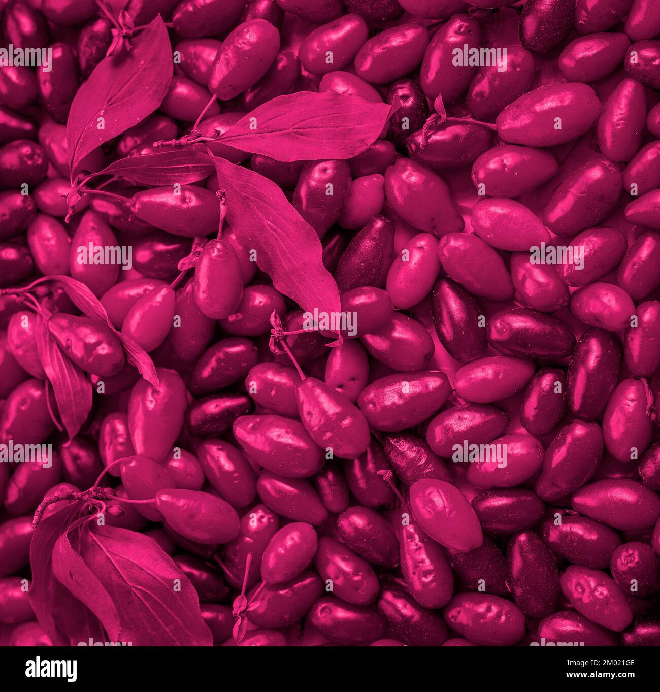 Dogwood berries background in Viva Magenta. Red top view. Color of the ...