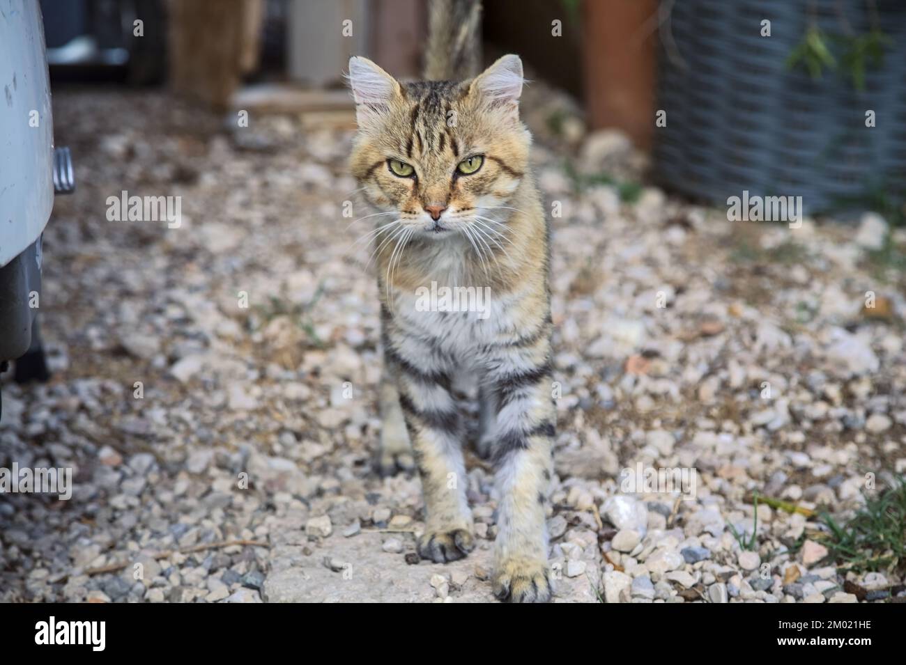 Striped cat staring at the camera Stock Photo - Alamy